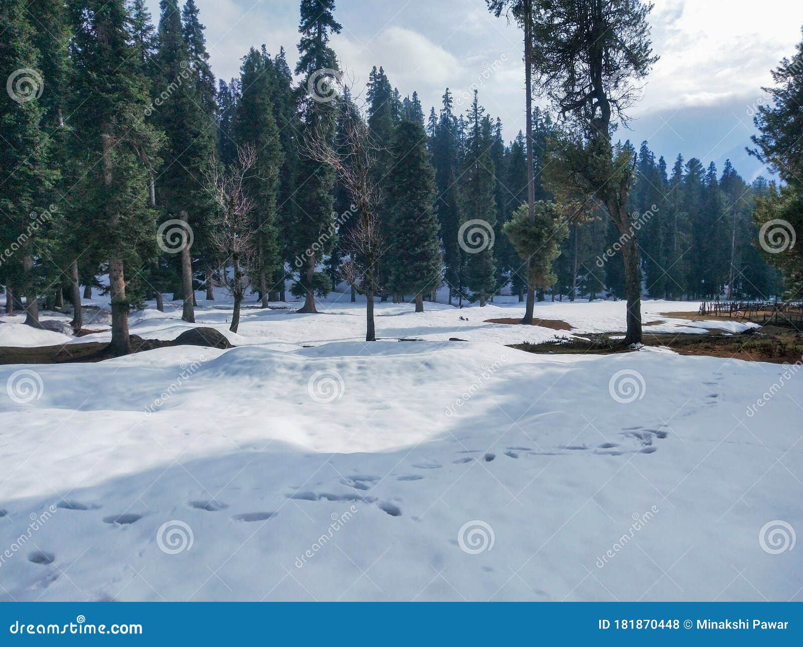 Landscape Of Deodar Tree In Himalayas, Sainj Valley, Kullu, Himachal ...