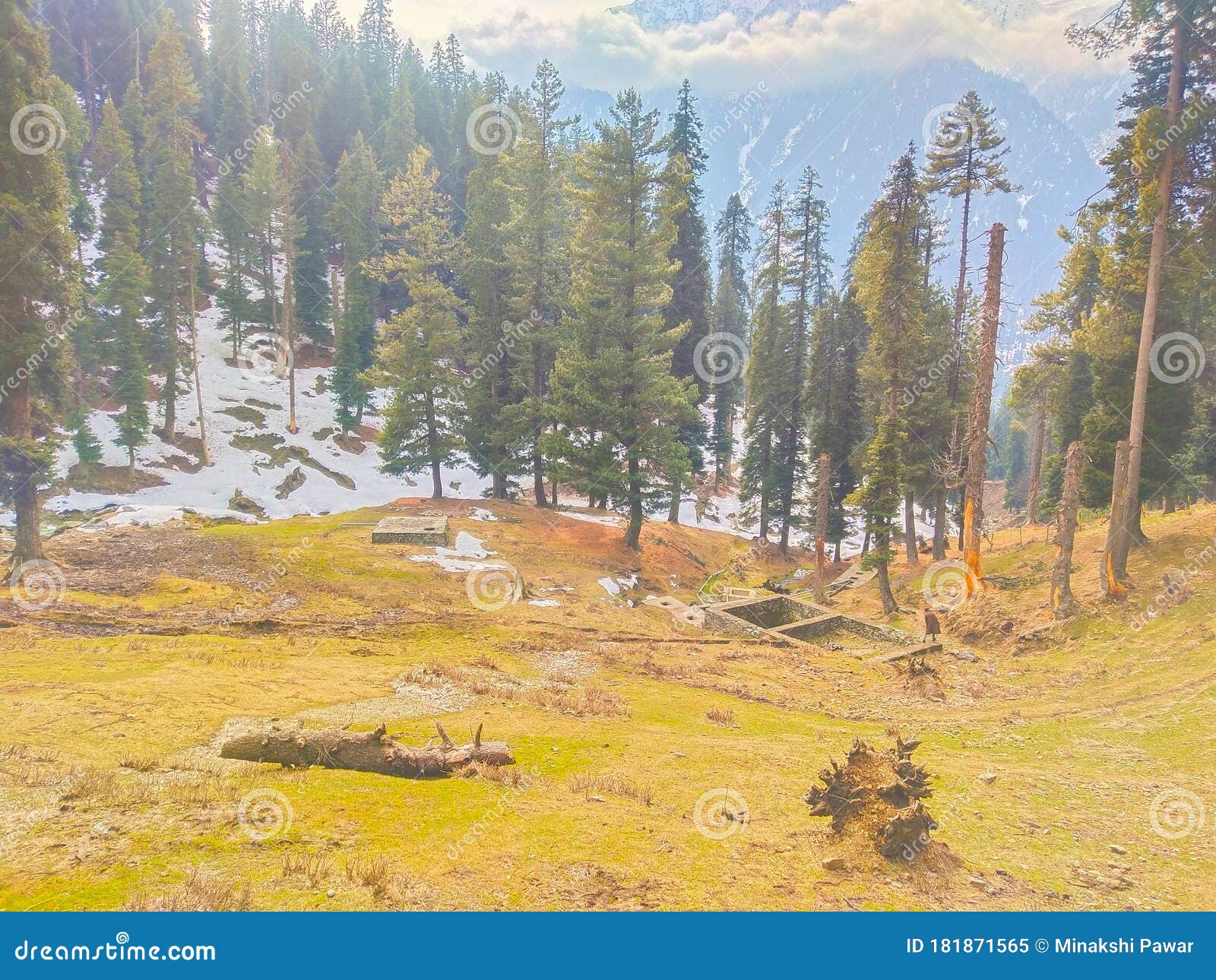 Landscape Of Deodar Tree In Himalayas, Sainj Valley, Kullu, Himachal ...