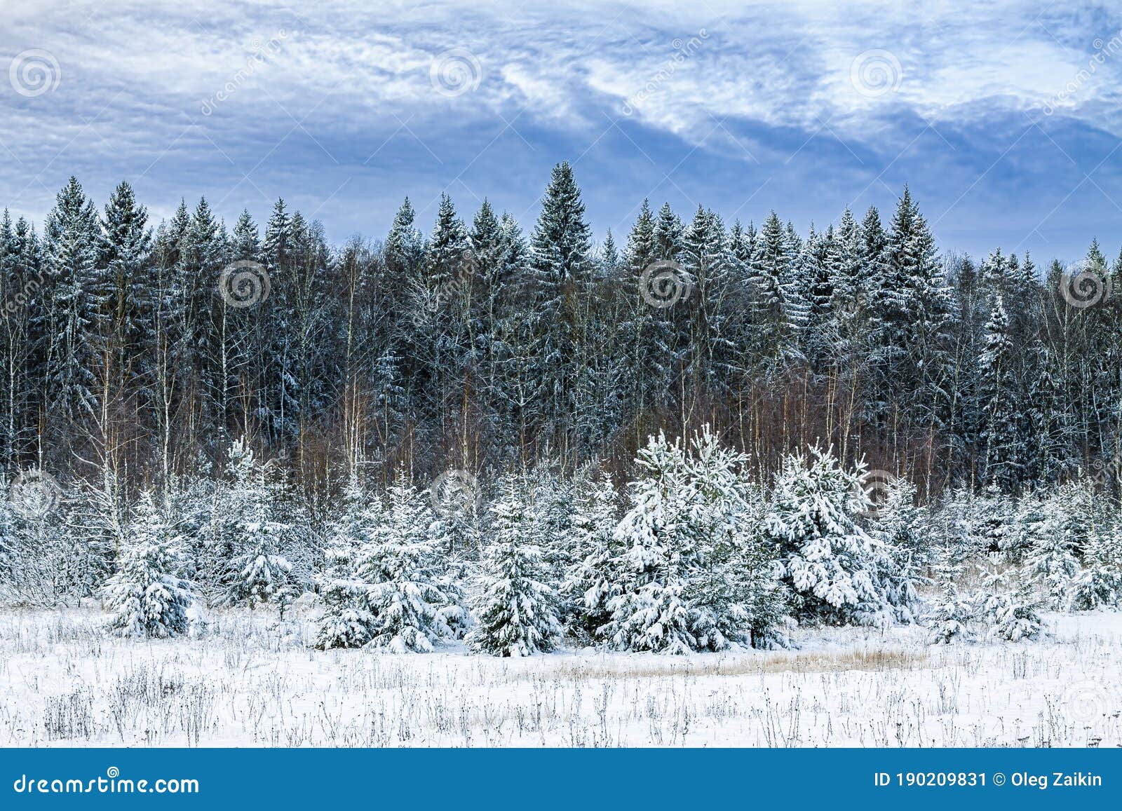 Winter Landscape is the Edge of a Snow-covered Forest. Stock Image ...