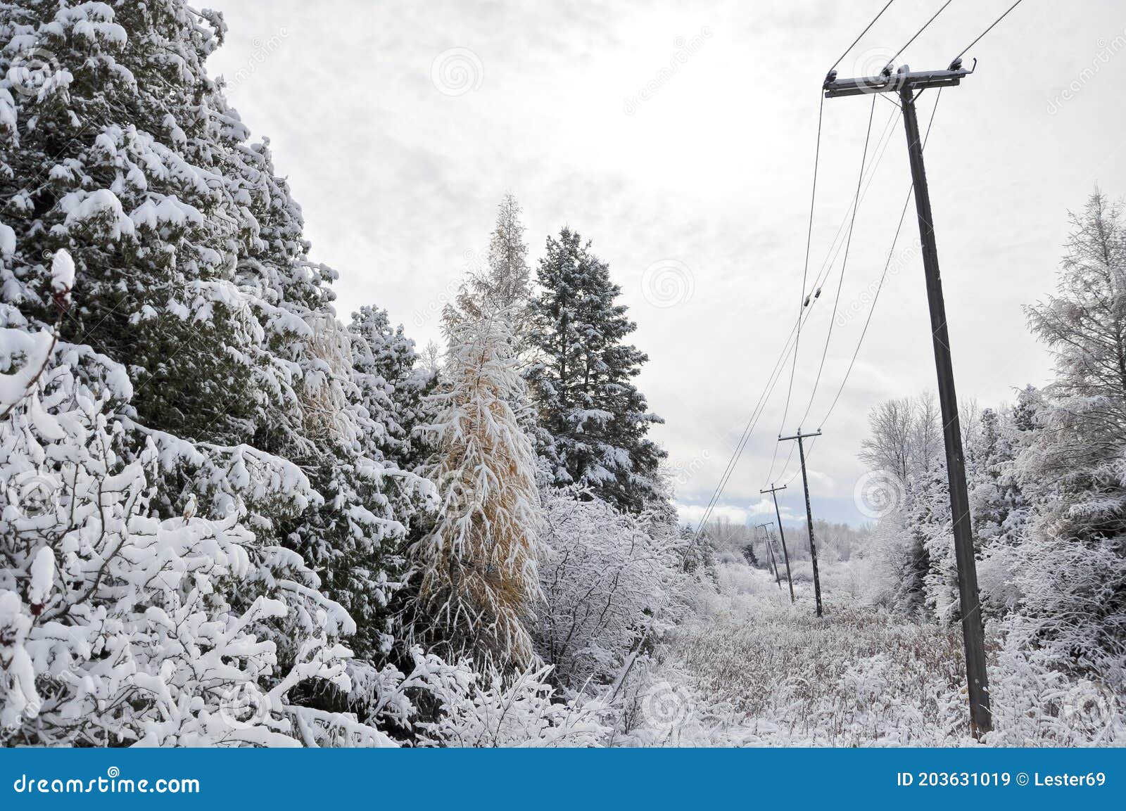 Electric Poles and Trees Covered with Snow in Winter Stock Image ...