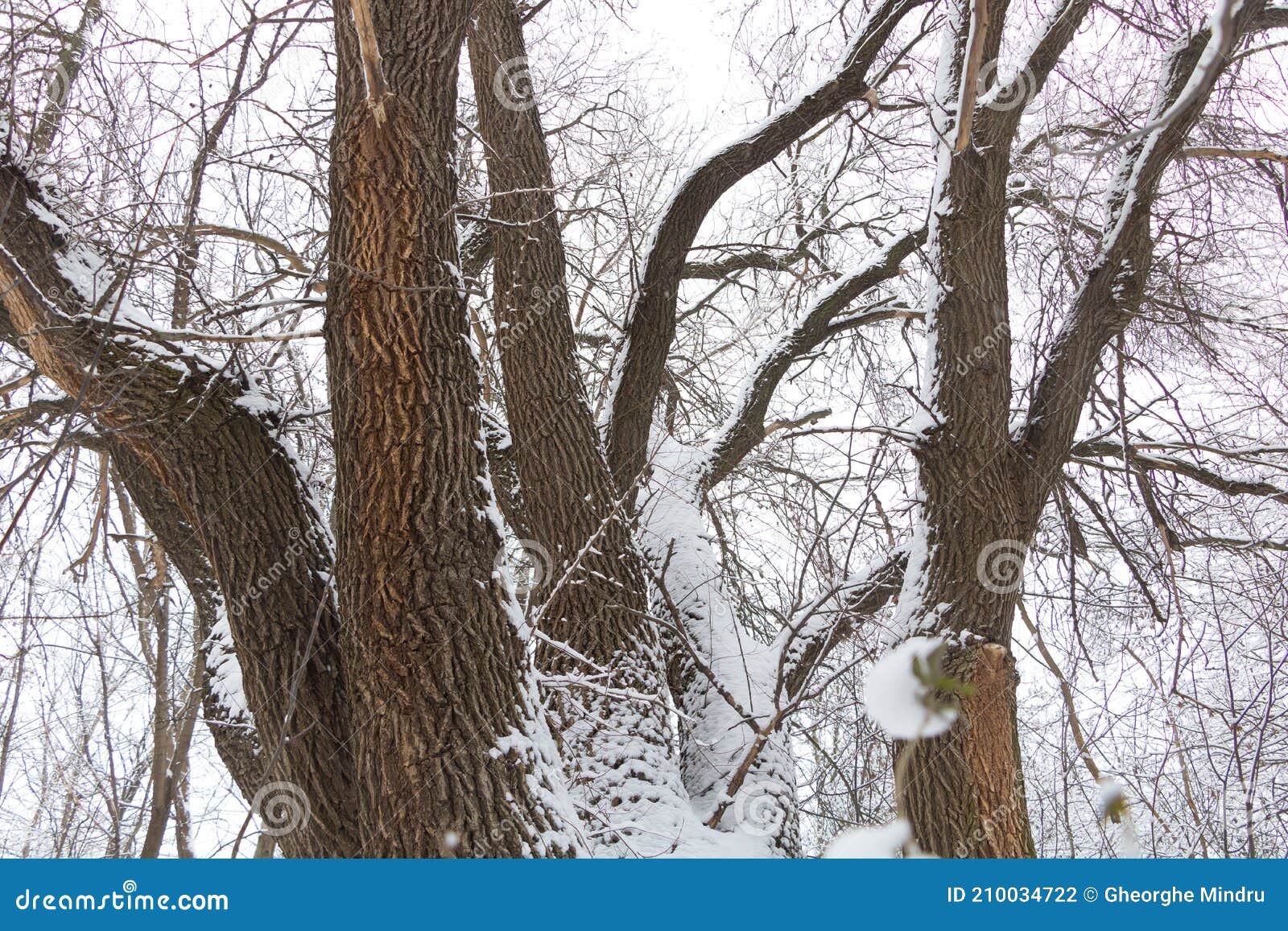 Winter Landscape - Elm Tree with Thick Stems Stock Photo - Image of ...