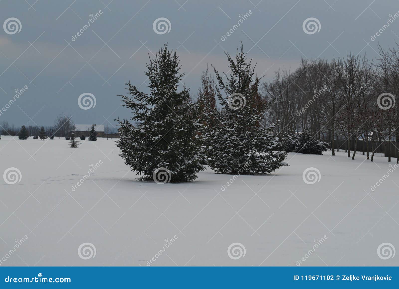Winter Landscape with Evergreen Alpine Trees Stock Photo - Image of ...