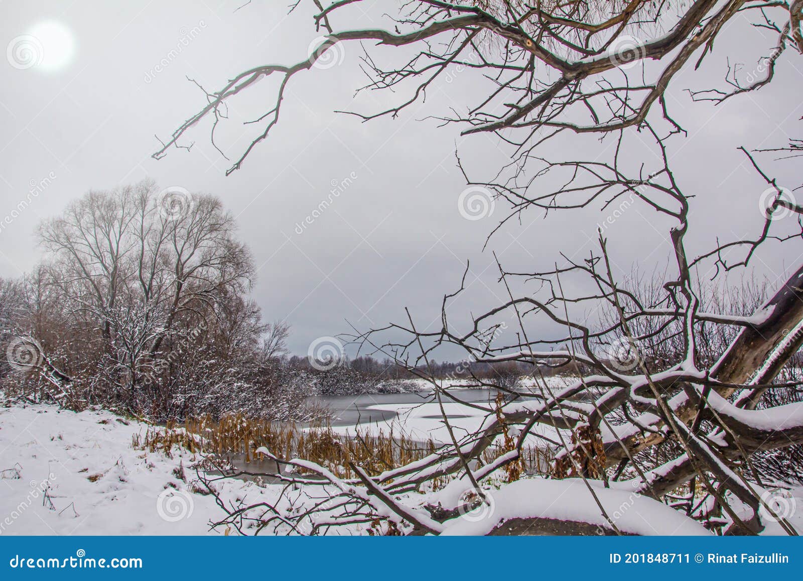 Winter Landscape with a Fallen Willow Tree Stock Image - Image of ...