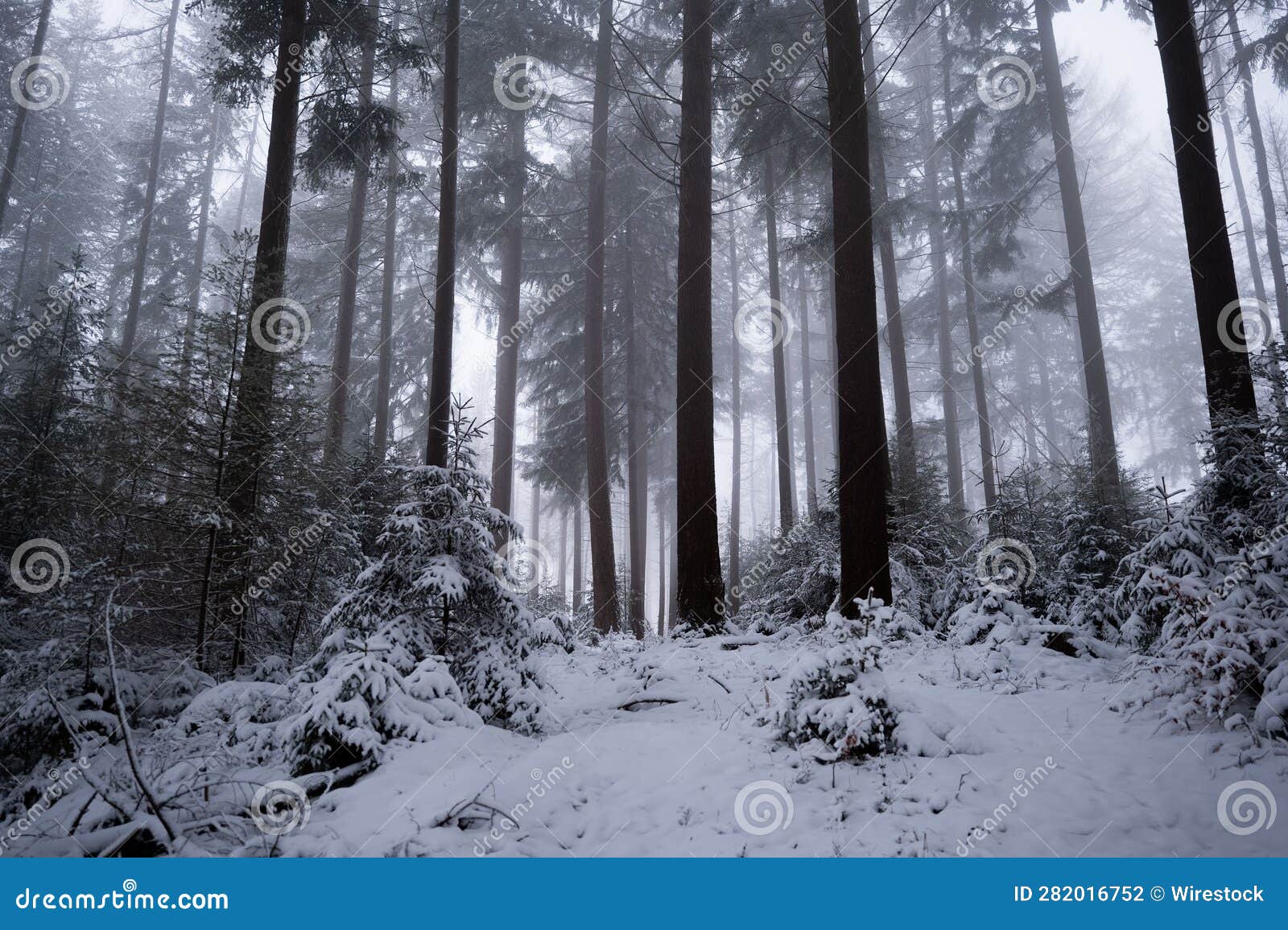 Winter Landscape Featuring a Dense Foggy Forest of Evergreen Trees ...