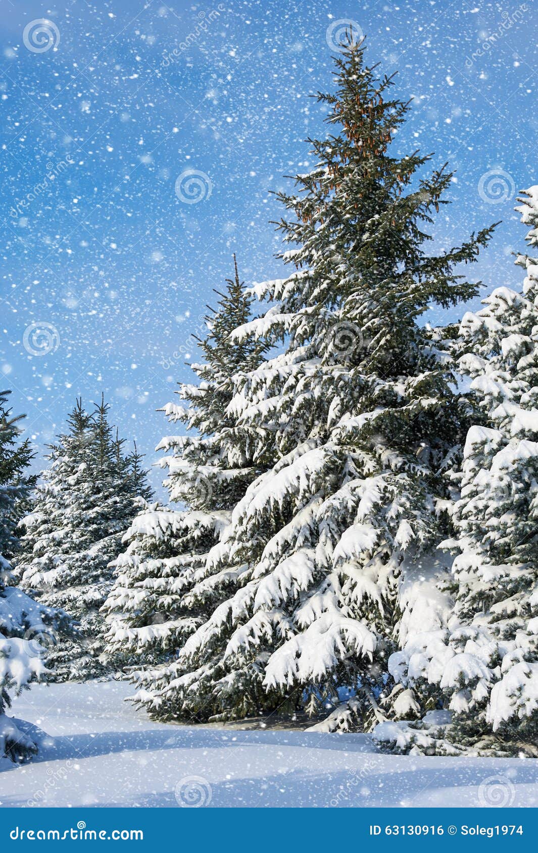 Winter Landscape Fir Trees with Snow Stock Photo - Image of december ...