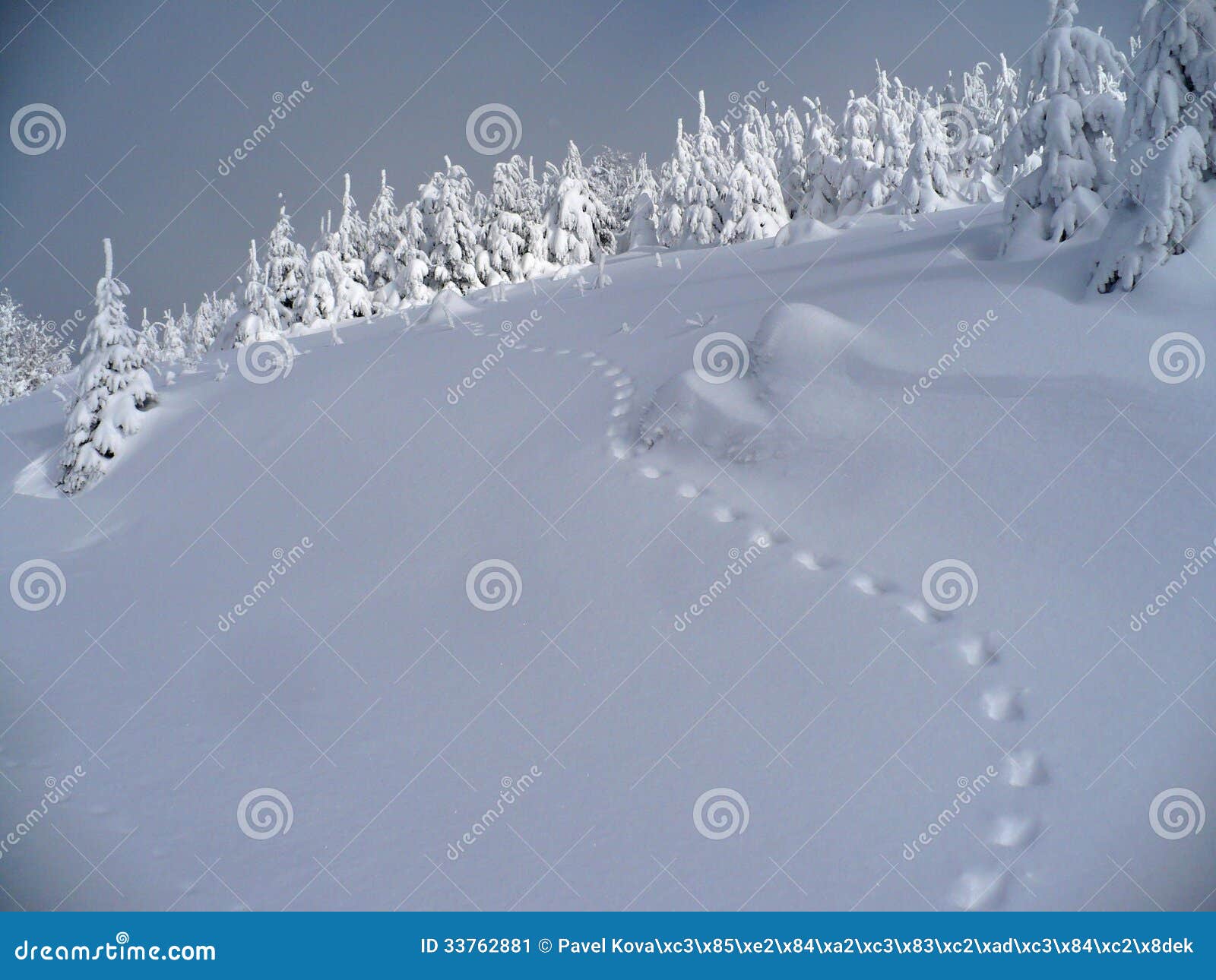 Winter Landscape with Footprint Stock Image - Image of nature, trees ...