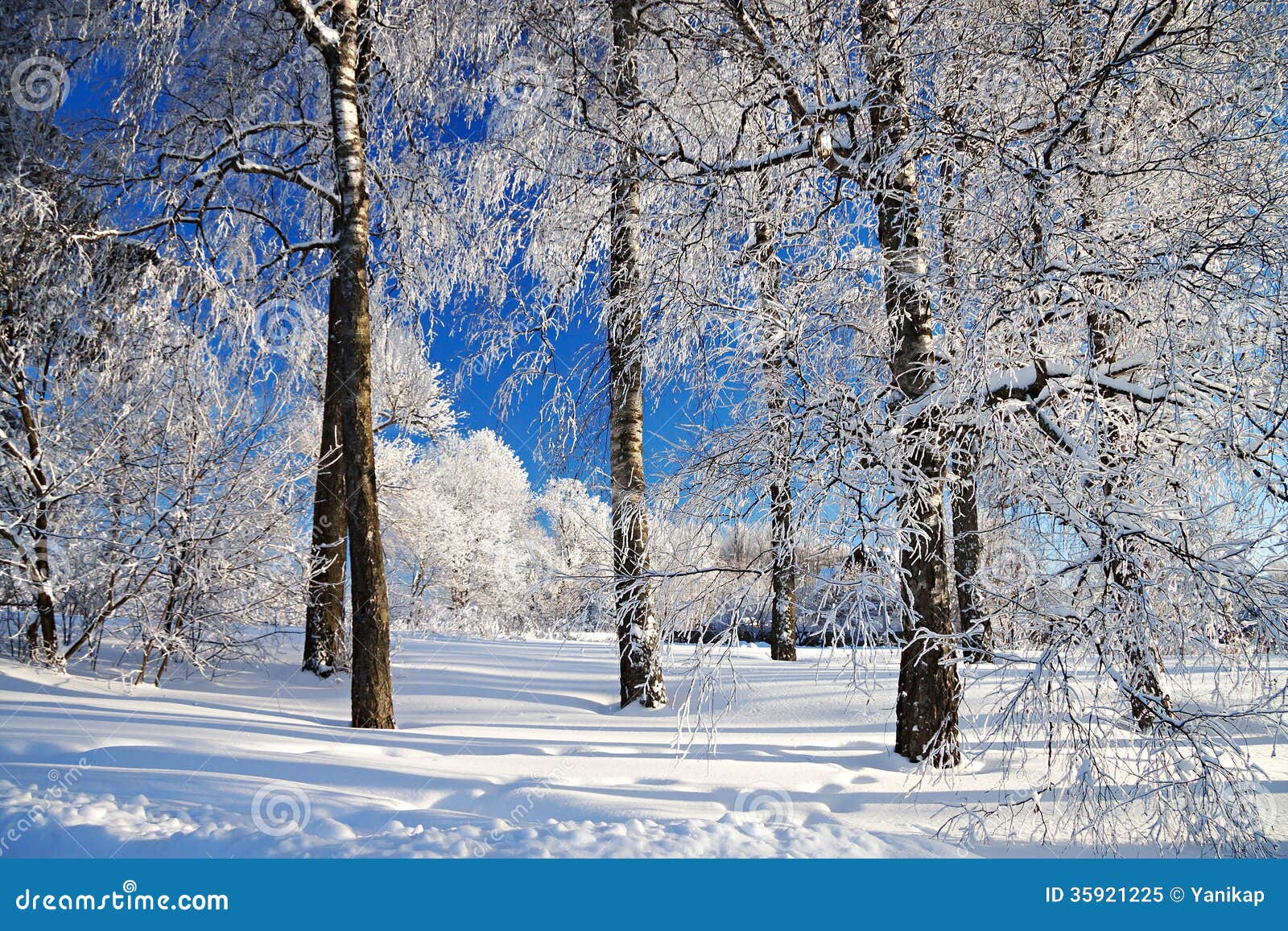 Winter Landscape with the Forest Stock Image - Image of hoarfrost ...