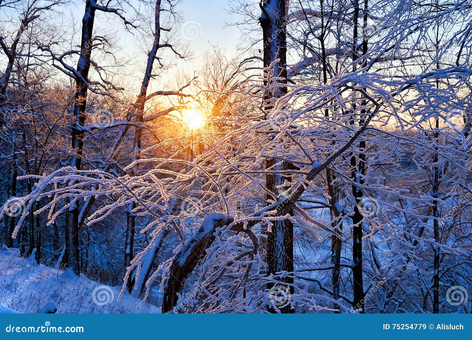 Winter Landscape in the Forest with the Morning Sun Stock Image - Image ...