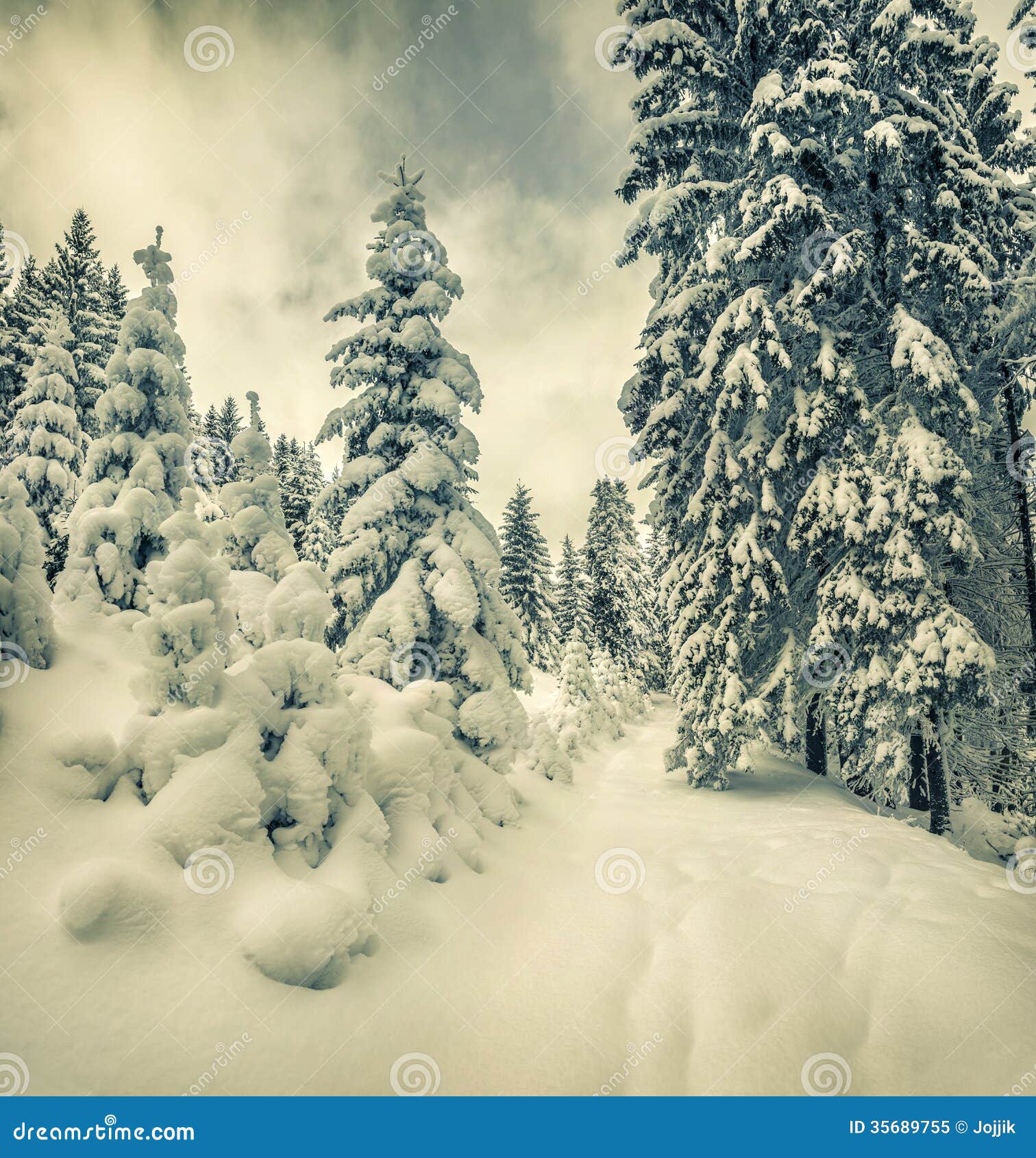 Winter Landscape in the Forest. Stock Image - Image of forest, nature ...
