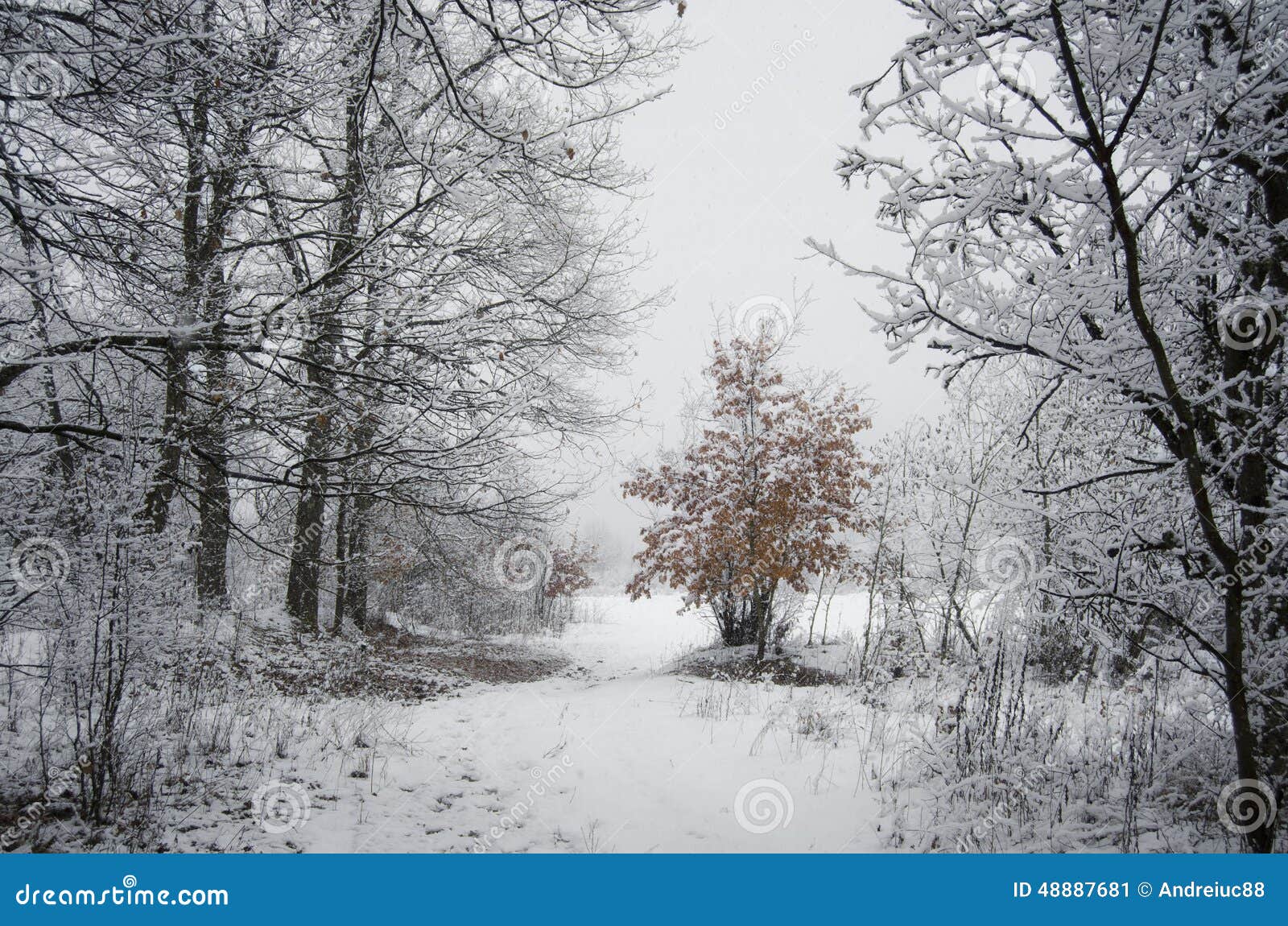 Winter Landscape in Forest with Snow and Colorful Tree Stock Image ...