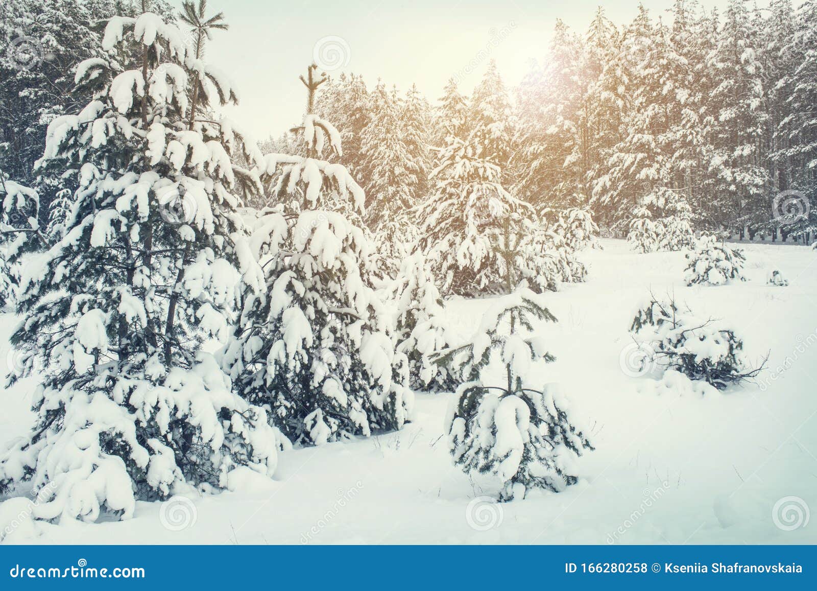 Forest with Snow Covered Fir-trees Stock Photo - Image of frost, wood ...