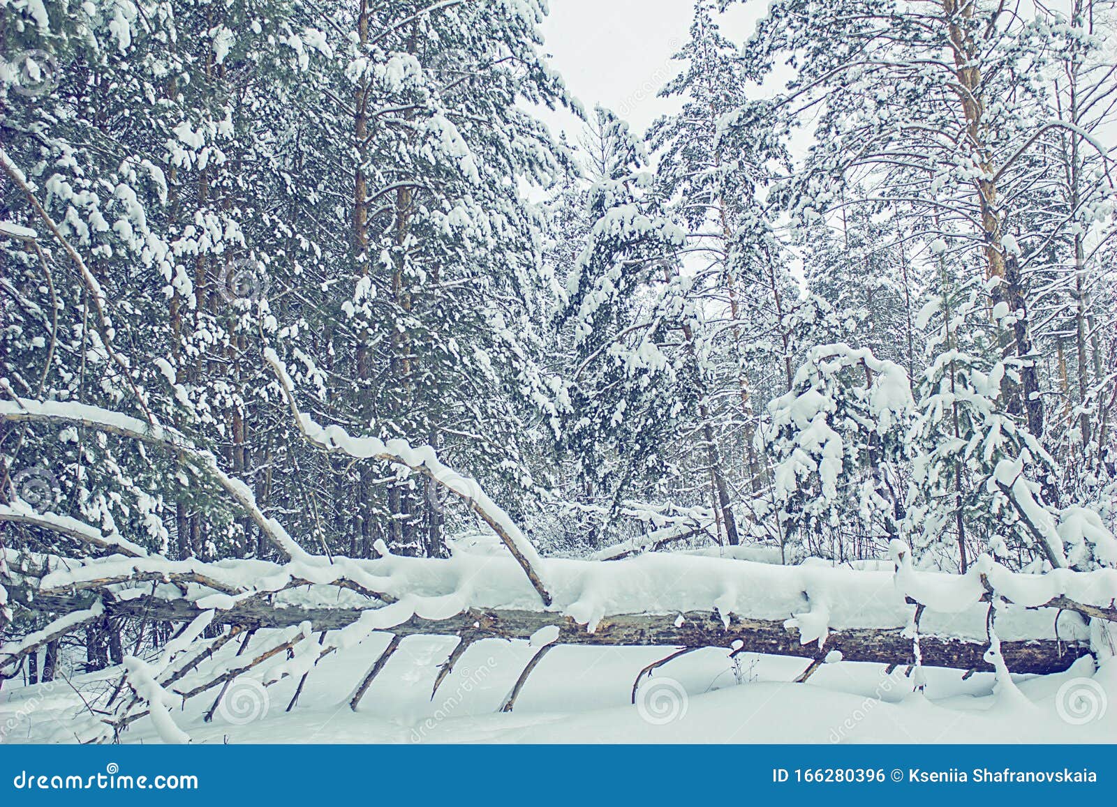 Forest with Snow Covered Fir-trees Stock Photo - Image of winter ...