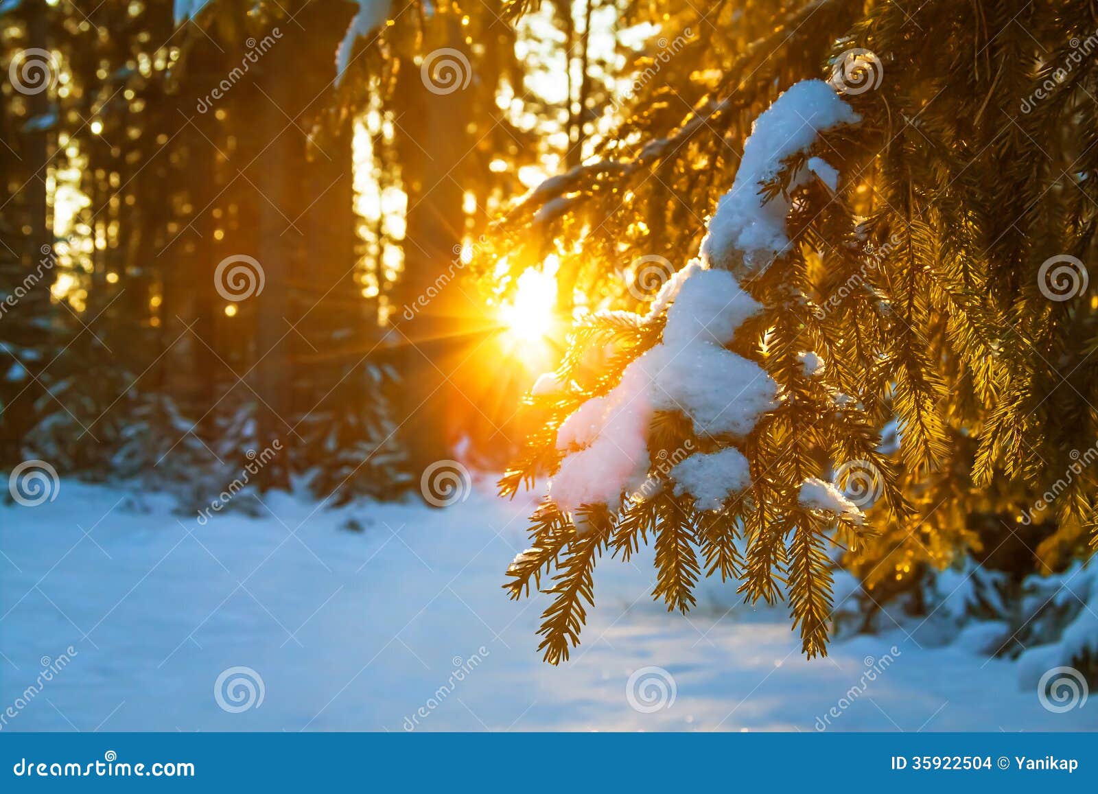 Winter Landscape with the Forest and Sunset Stock Photo - Image of ...