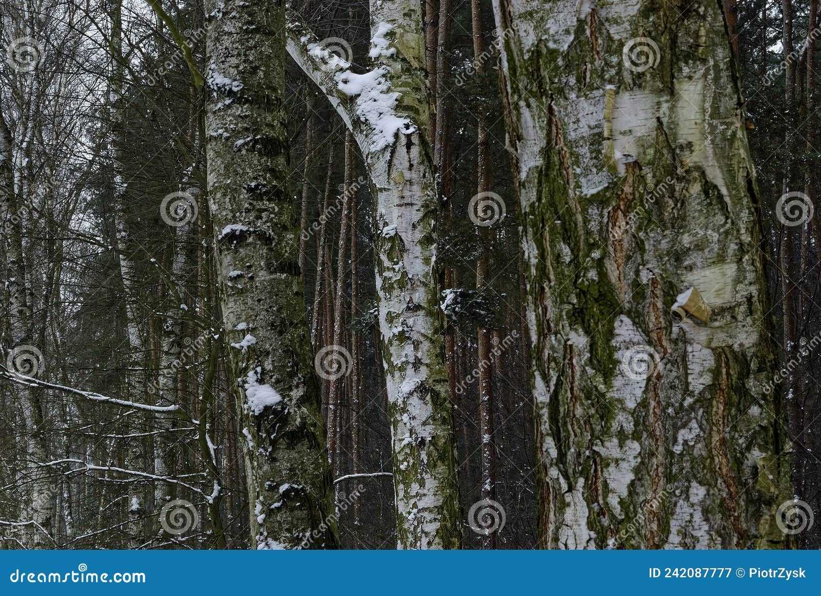 Three Tree Trunks on the Forest Background Stock Image - Image of trees ...