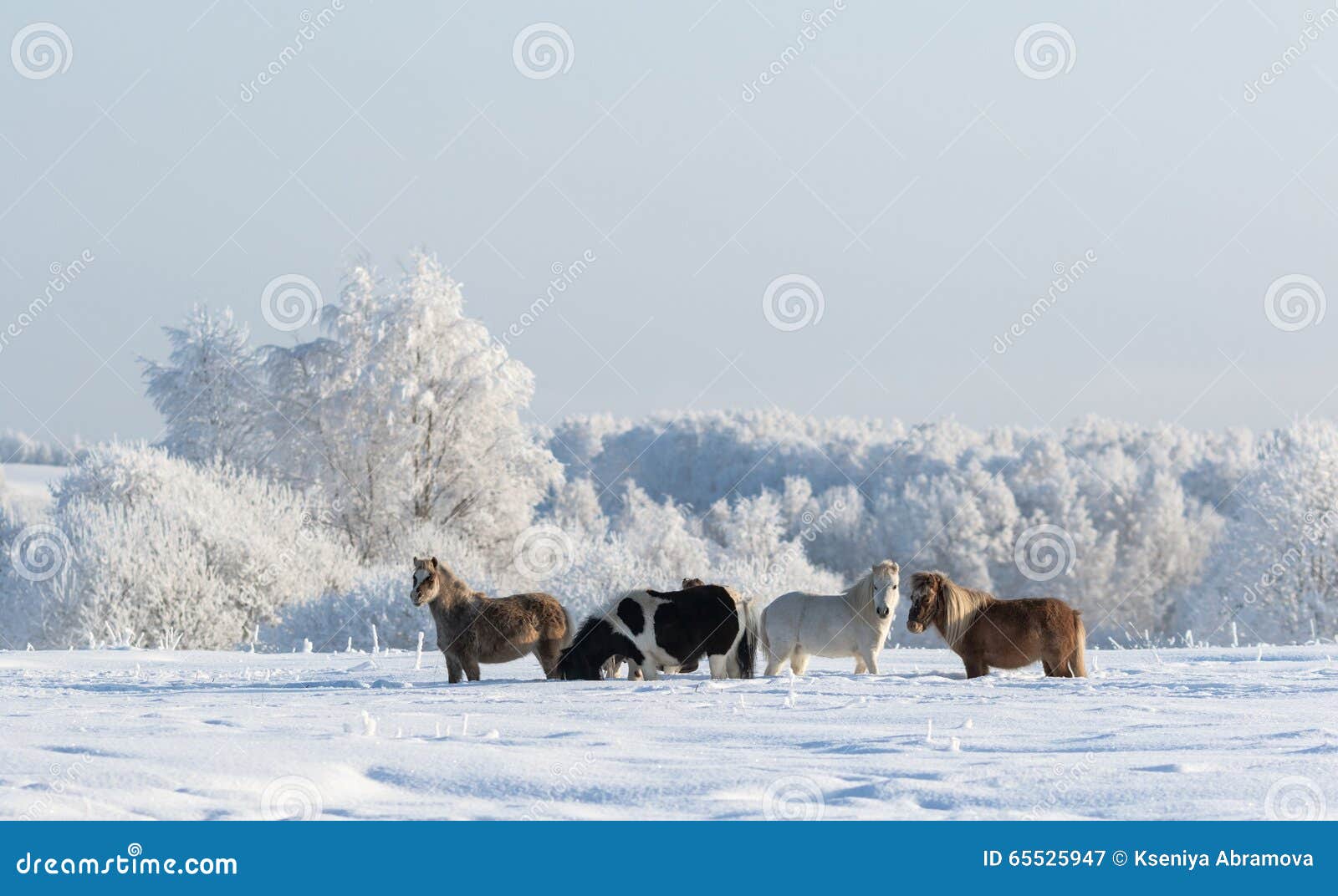 Winter Landscape and Four Ponies Stock Image - Image of landscape ...