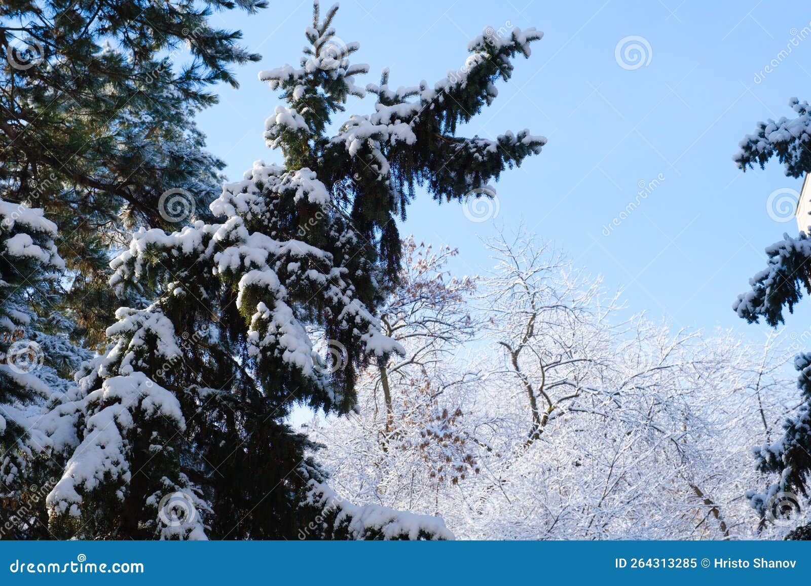 Winter Landscape with with Fresh Powder Snow and Trees Stock Image ...