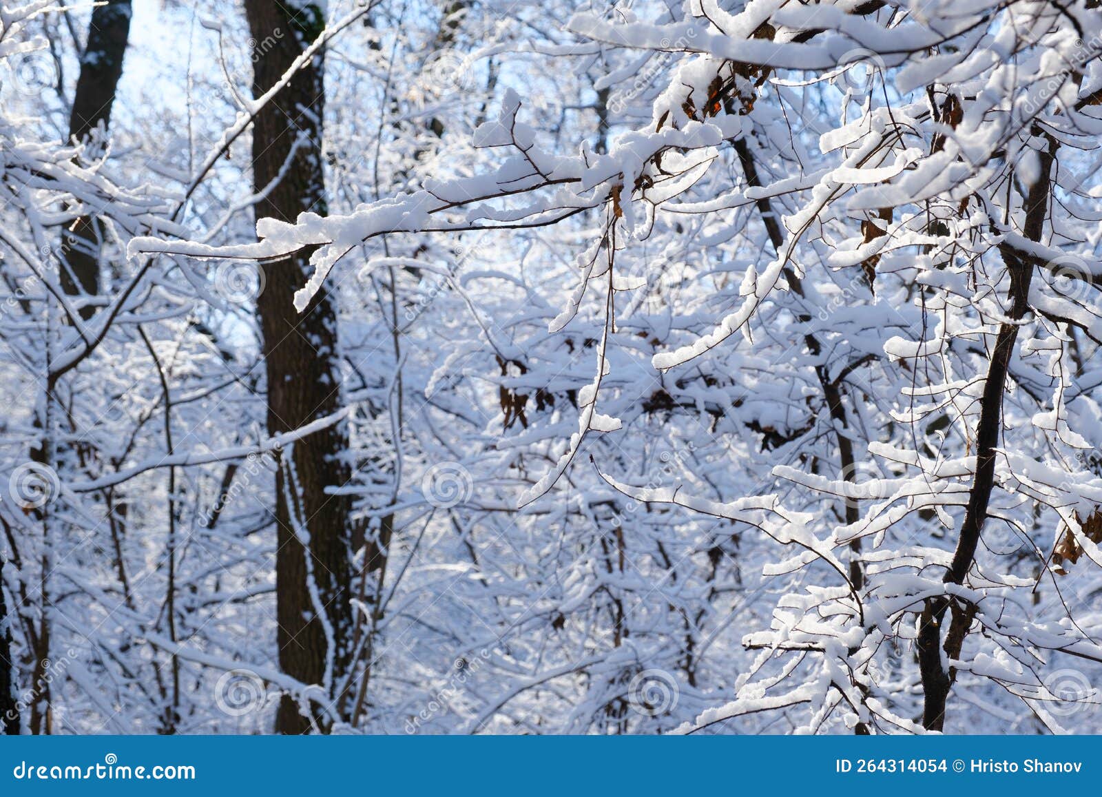 Winter Landscape with with Fresh Powder Snow and Trees Stock Photo ...