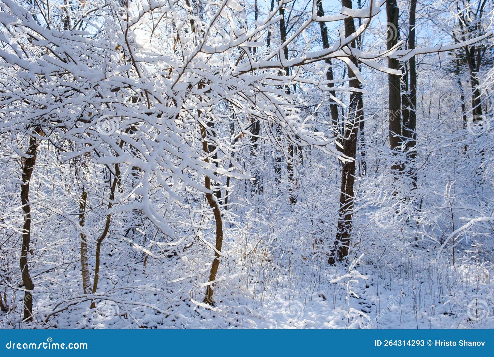 Winter Landscape with with Fresh Powder Snow and Trees Stock Image ...