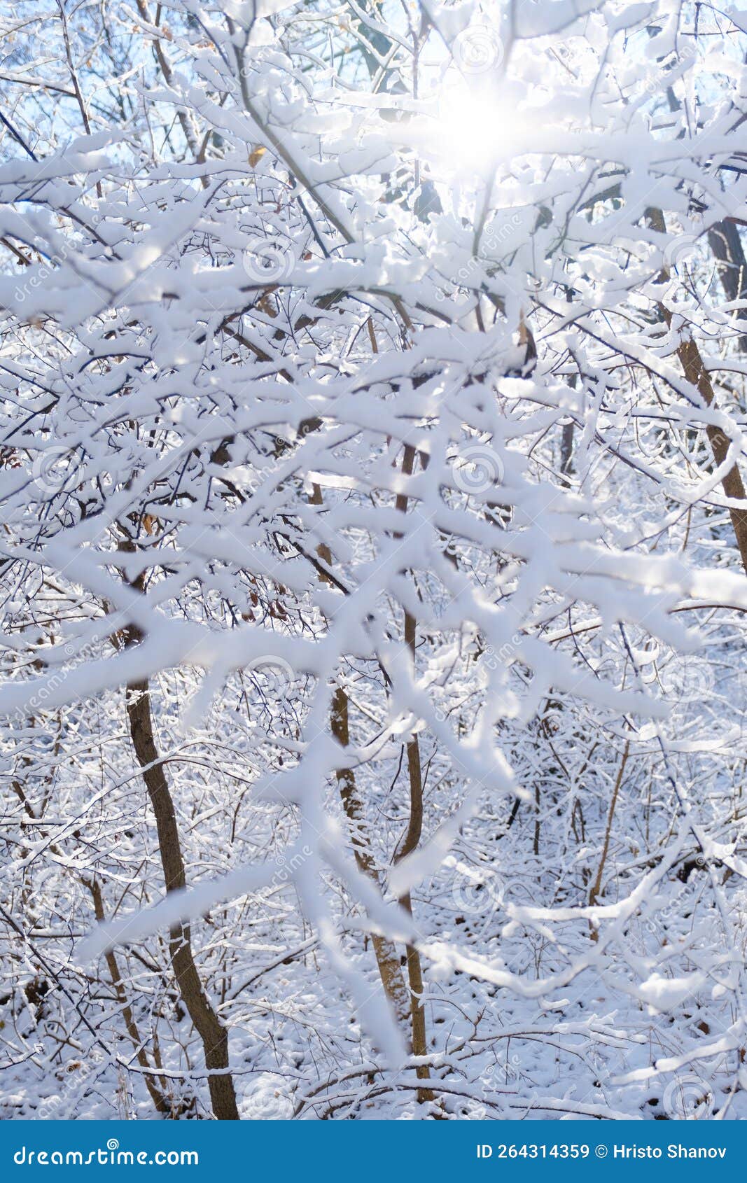 Winter Landscape with with Fresh Powder Snow and Trees Stock Image ...