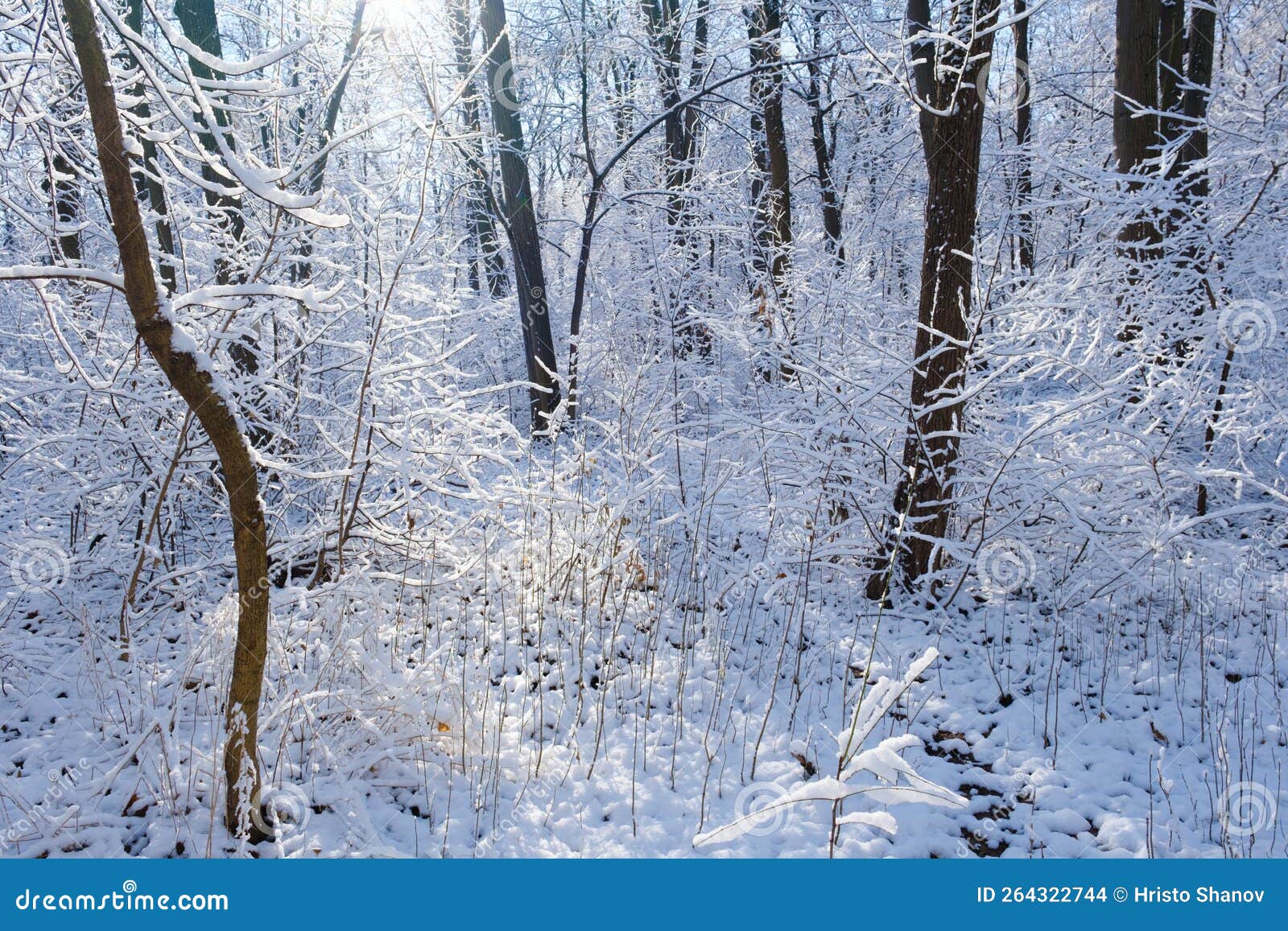 Winter Landscape with with Fresh Powder Snow and Trees Stock Photo ...