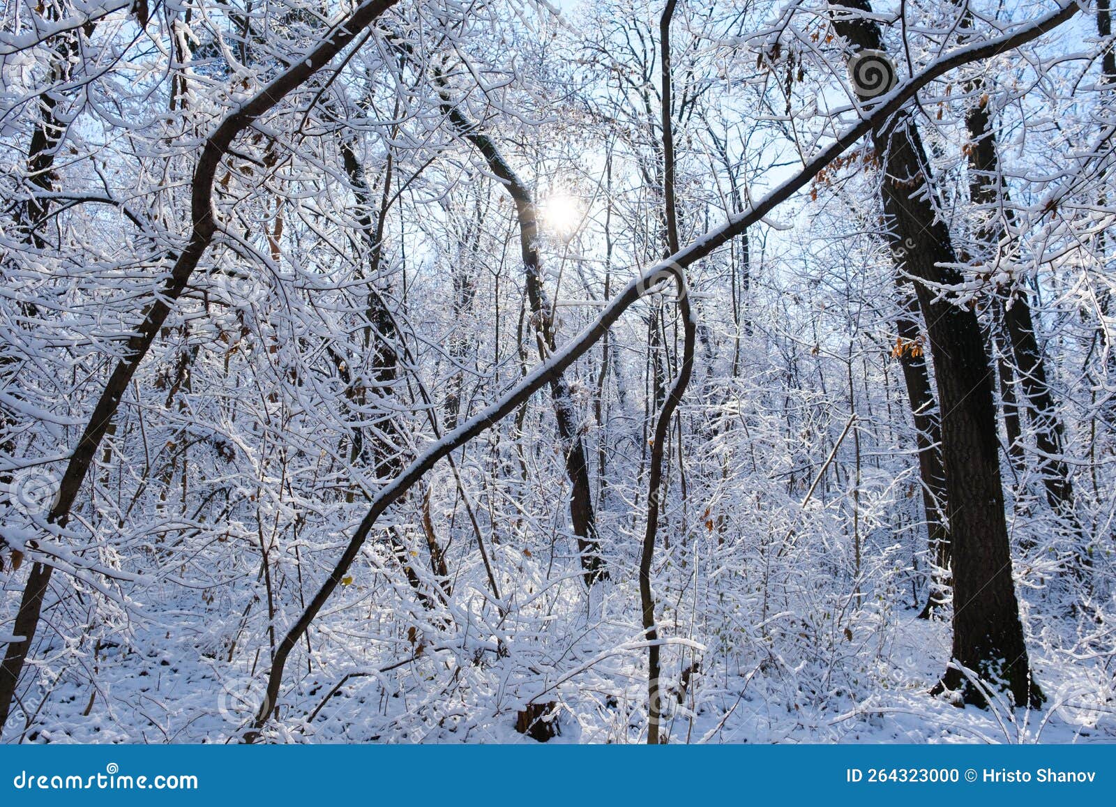 Winter Landscape with with Fresh Powder Snow and Trees Stock Photo ...