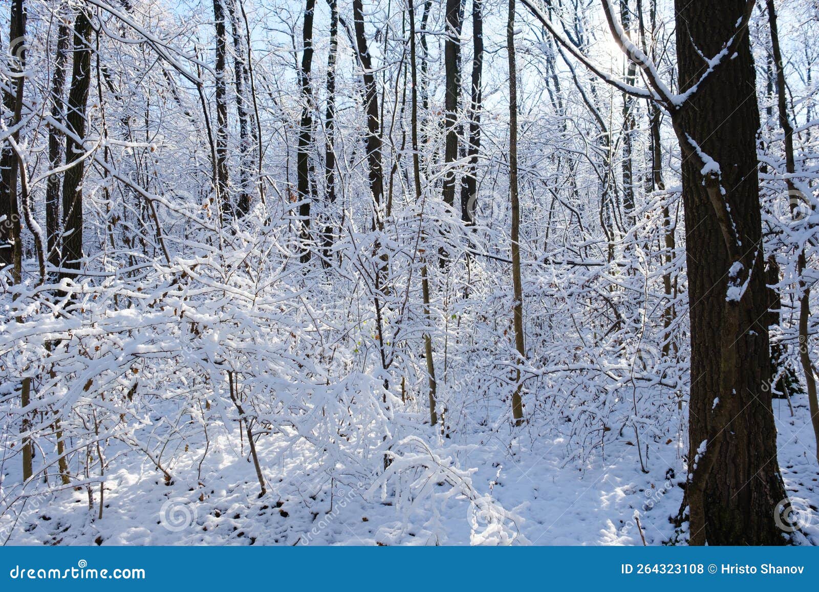 Winter Landscape with with Fresh Powder Snow and Trees Stock Photo ...