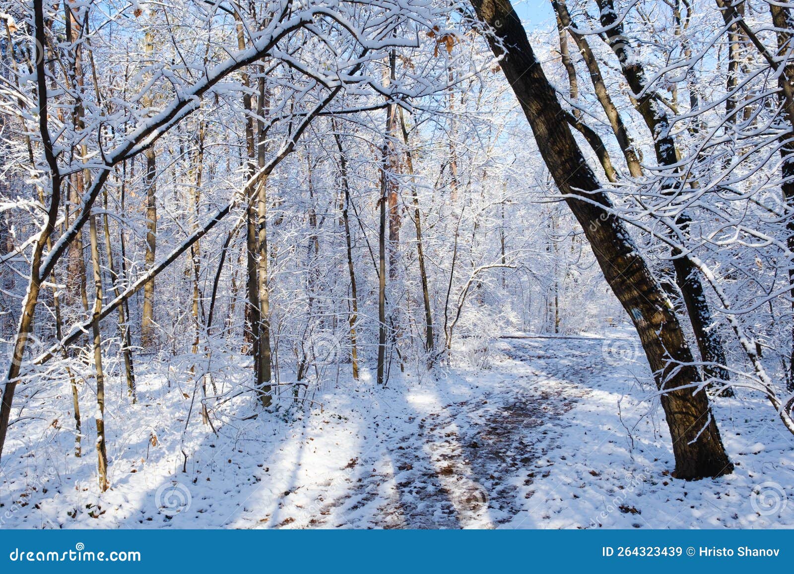Winter Landscape with with Fresh Powder Snow and Trees Stock Image ...