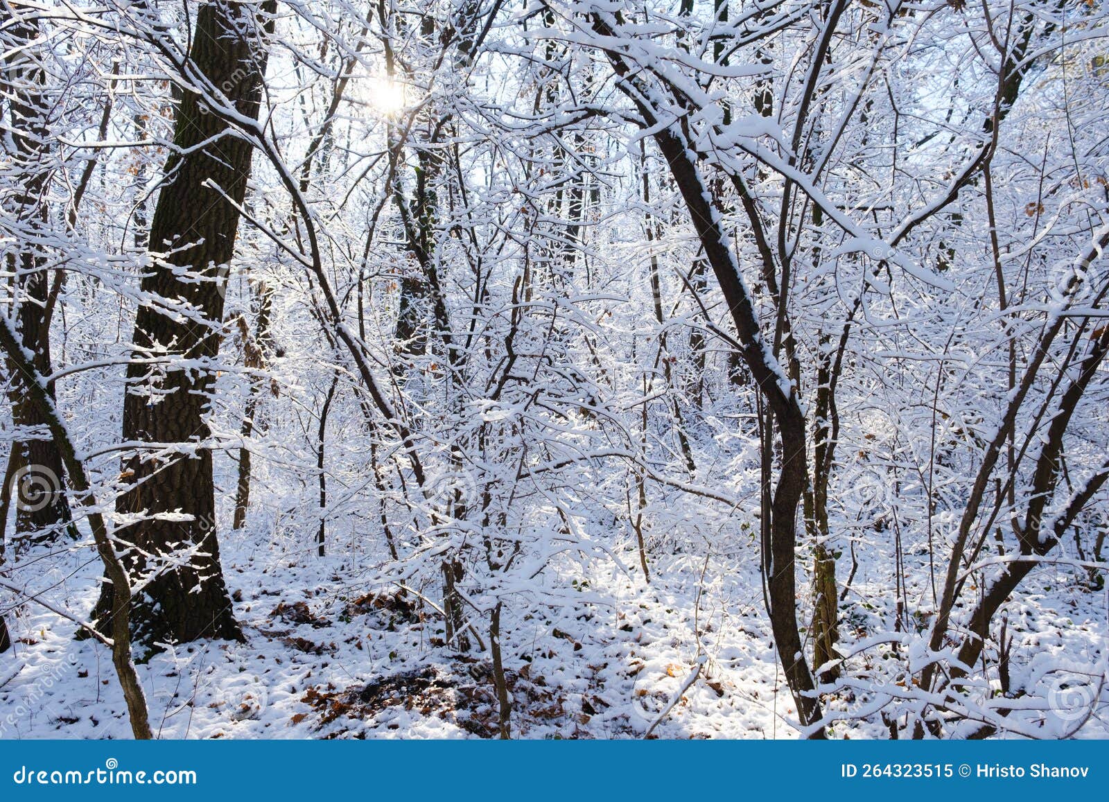 Winter Landscape with with Fresh Powder Snow and Trees Stock Image ...