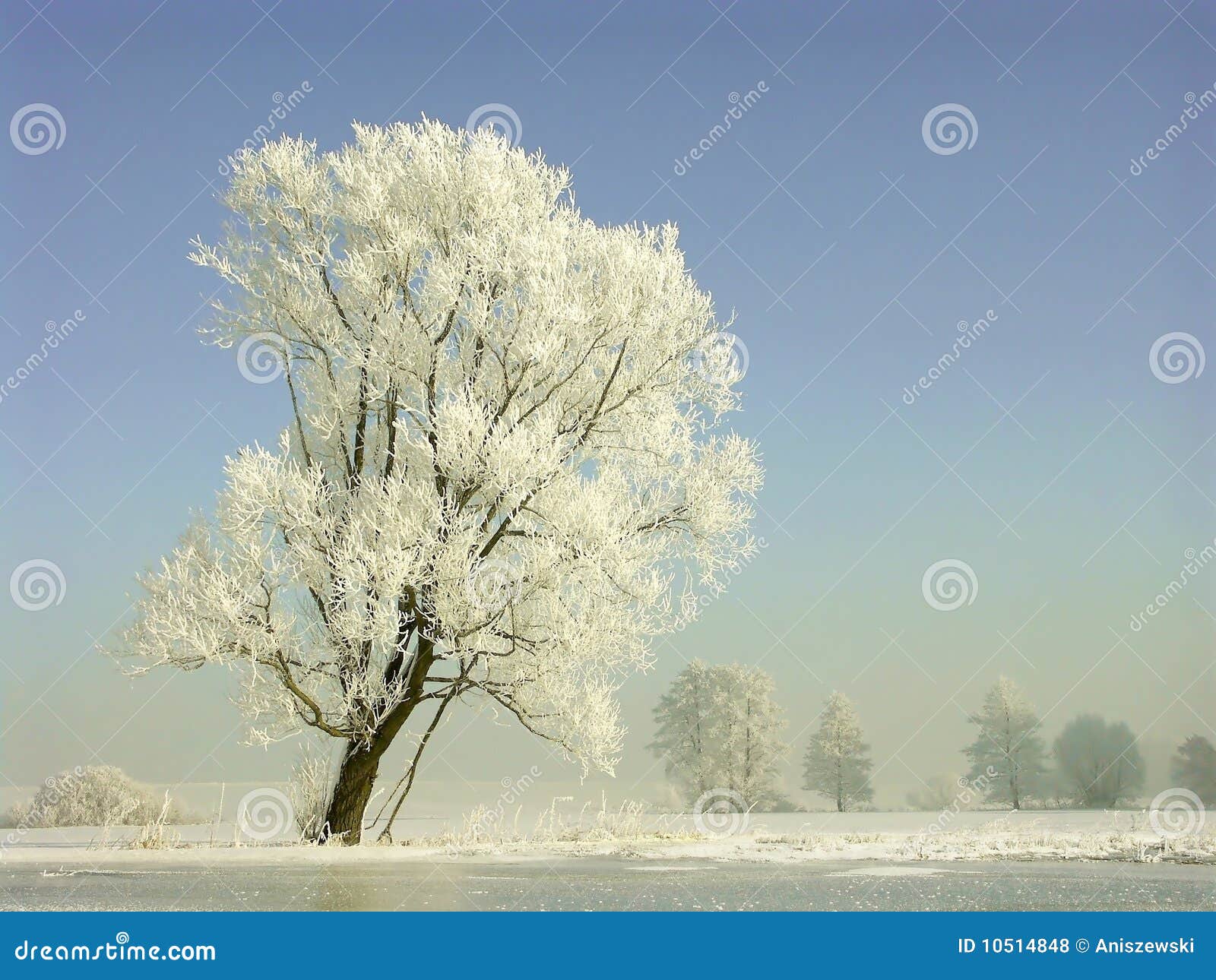 Winter Landscape, Frost Covered Trees Stock Photo - Image of mist ...