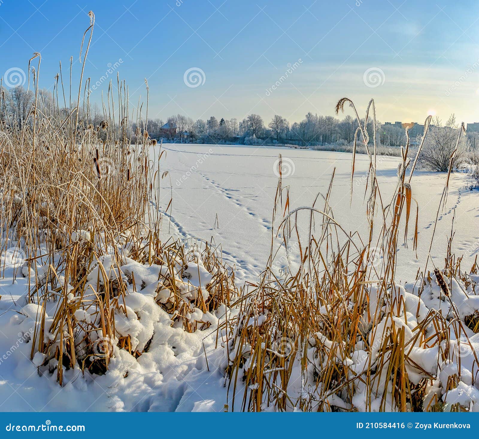Winter Landscape with Frost and Snow Stock Photo - Image of snow ...