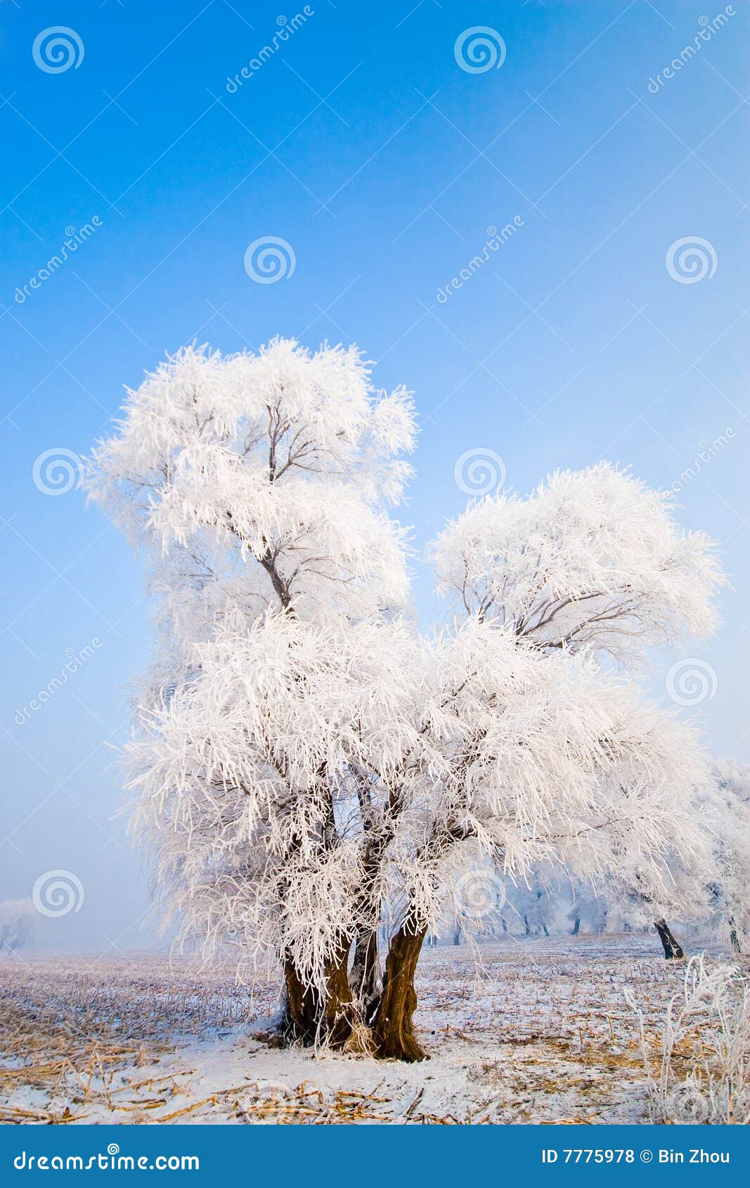 Winter Landscape with Frosted Trees Stock Photo - Image of season ...