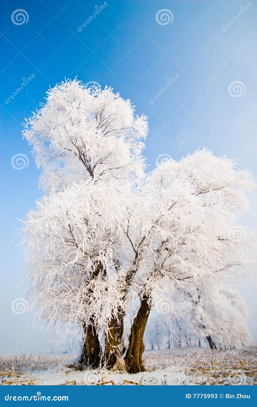 Winter Landscape with Frosted Trees Stock Image - Image of hard, beautiful: 7775993
