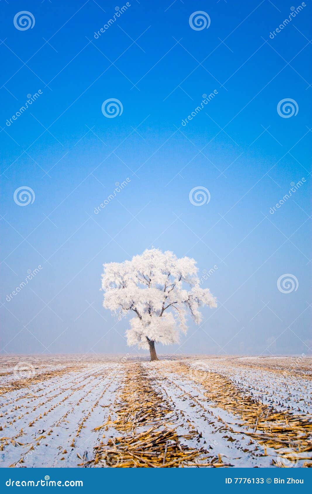 Winter Landscape with Frosted Trees Stock Image - Image of season ...