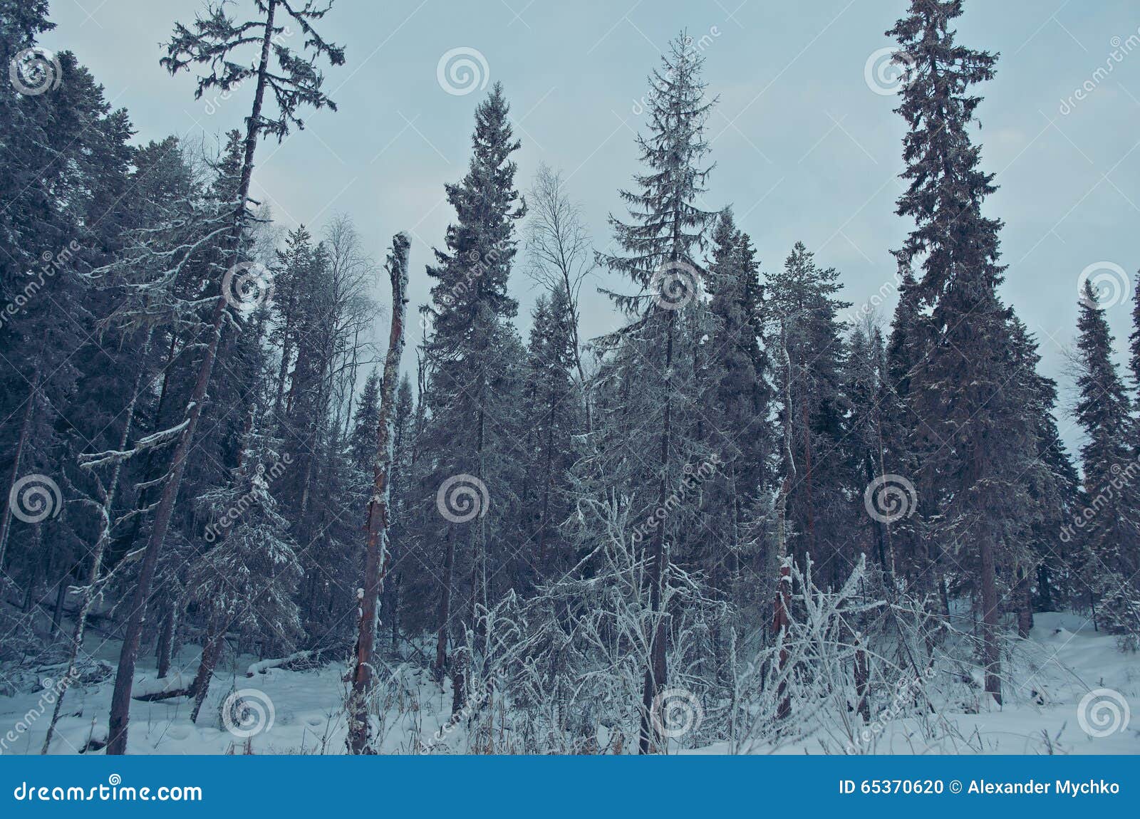 Winter landscape. stock photo. Image of frost, taiga - 65370620