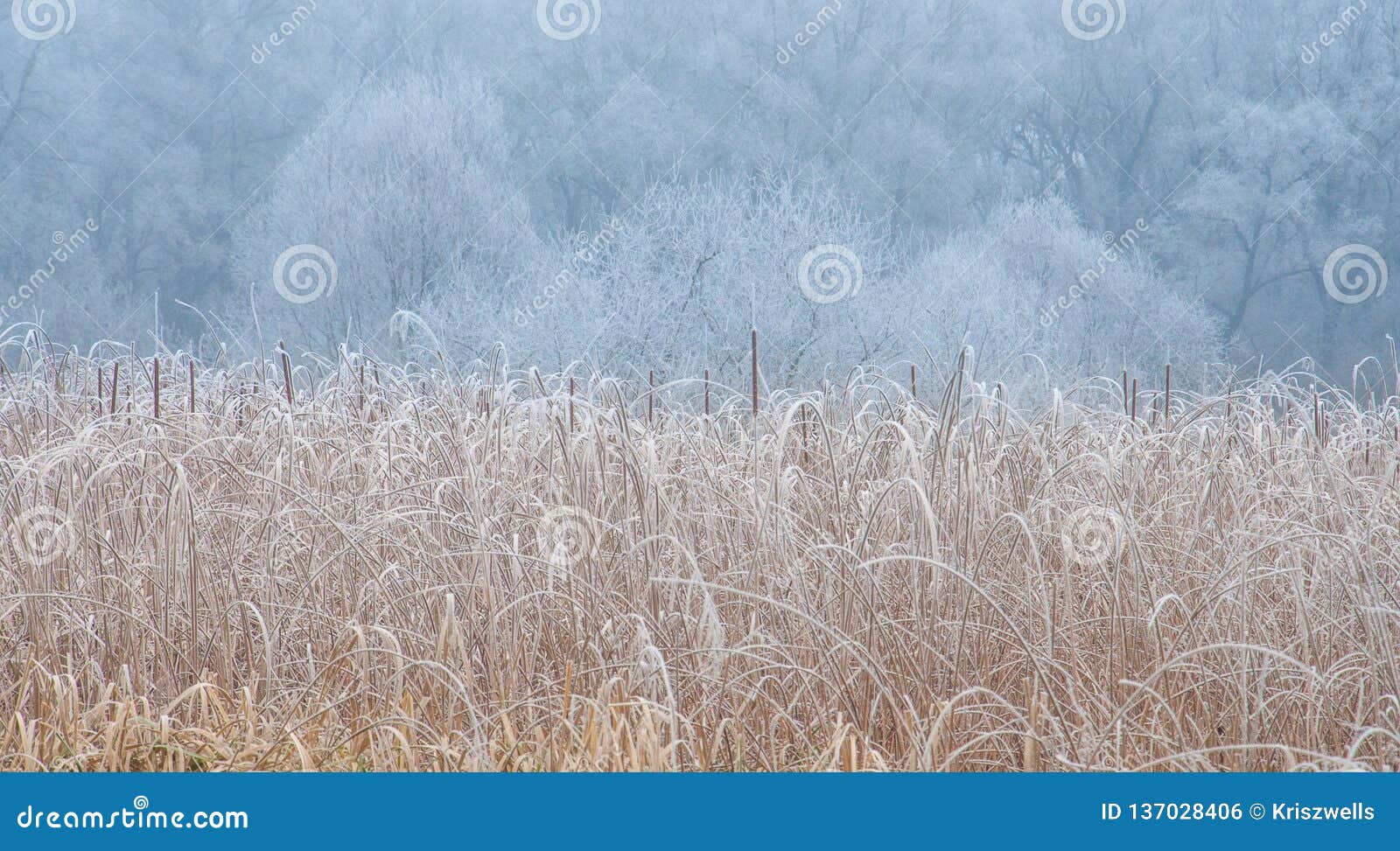 Winter Landscape with Frozen Trees Stock Photo - Image of trees, typha ...