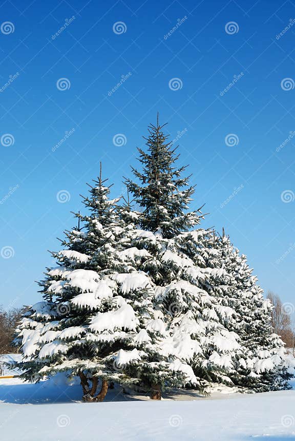 Winter Landscape with Fur-trees Stock Photo - Image of freeze, detail ...