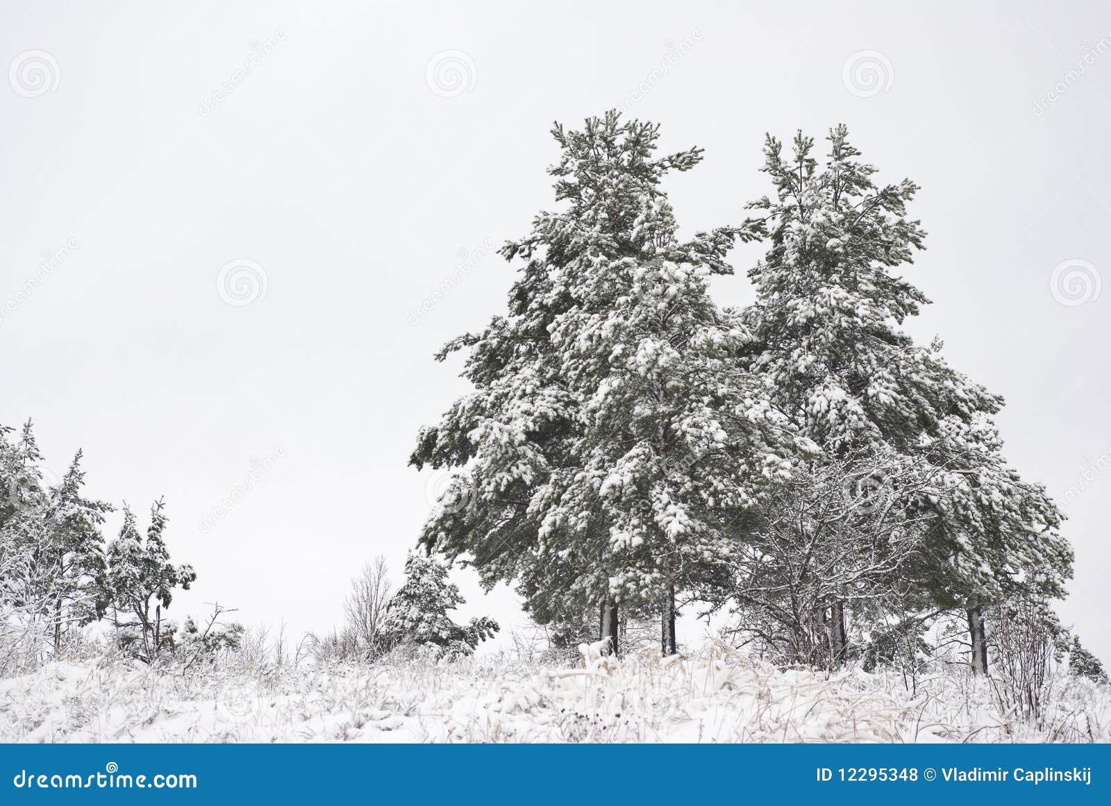 Winter Landscape. Fur-trees Grow Stock Photo - Image of snow, color ...