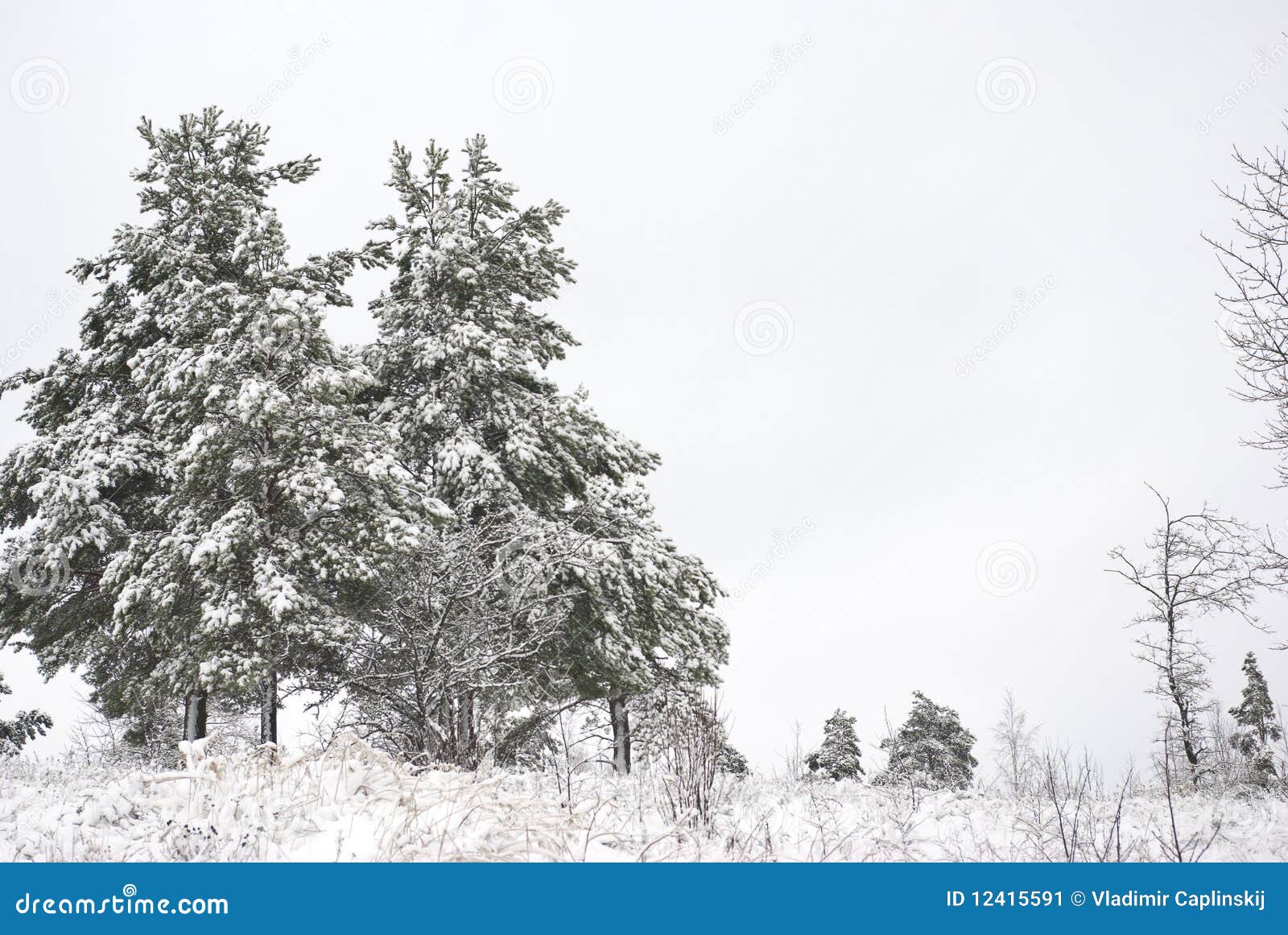 Winter Landscape. Fur-trees Grow Stock Image - Image of natural, snowy ...