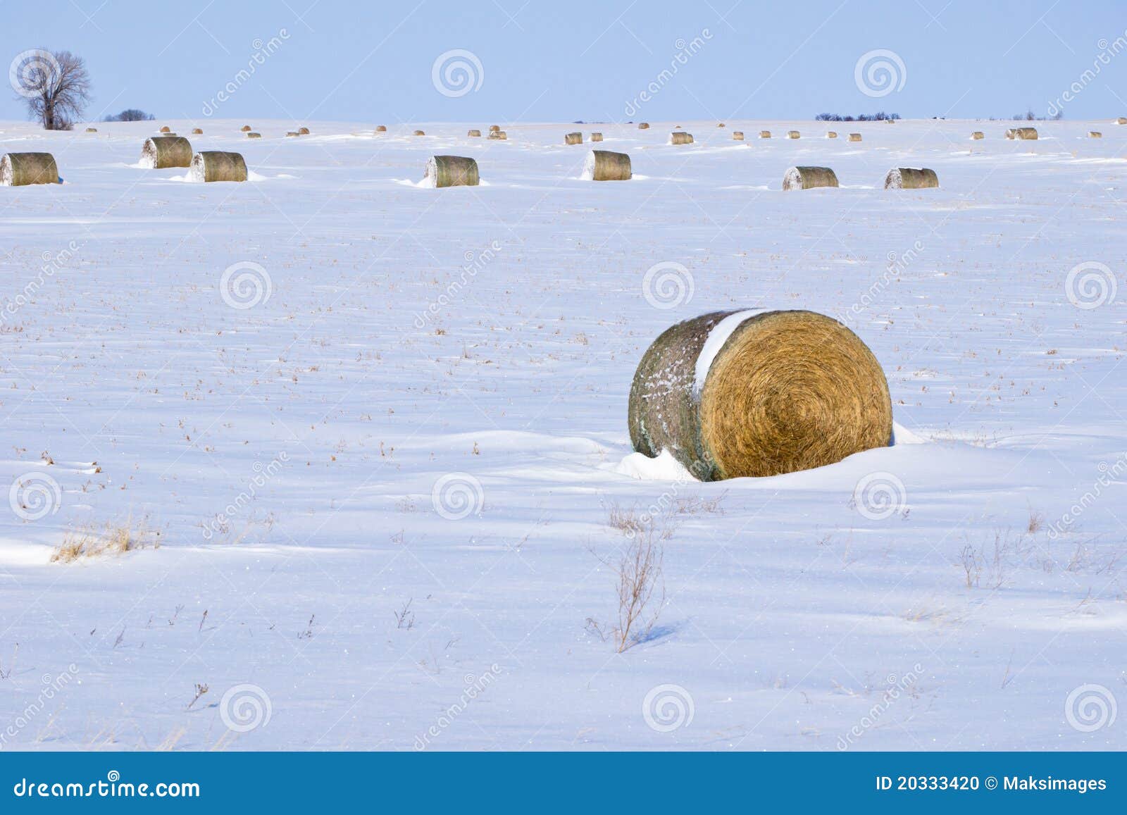 Winter Landscape with Hay Bales Stock Photo - Image of winter, cold ...