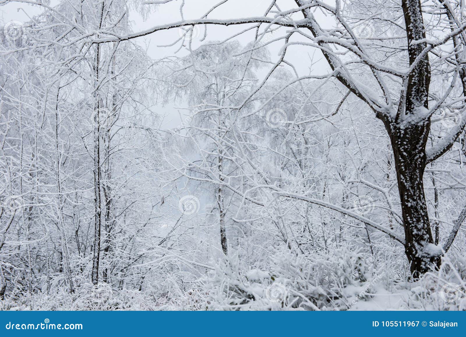 Winter Landscape with Hoarfrost on the Trees Stock Image - Image of ...