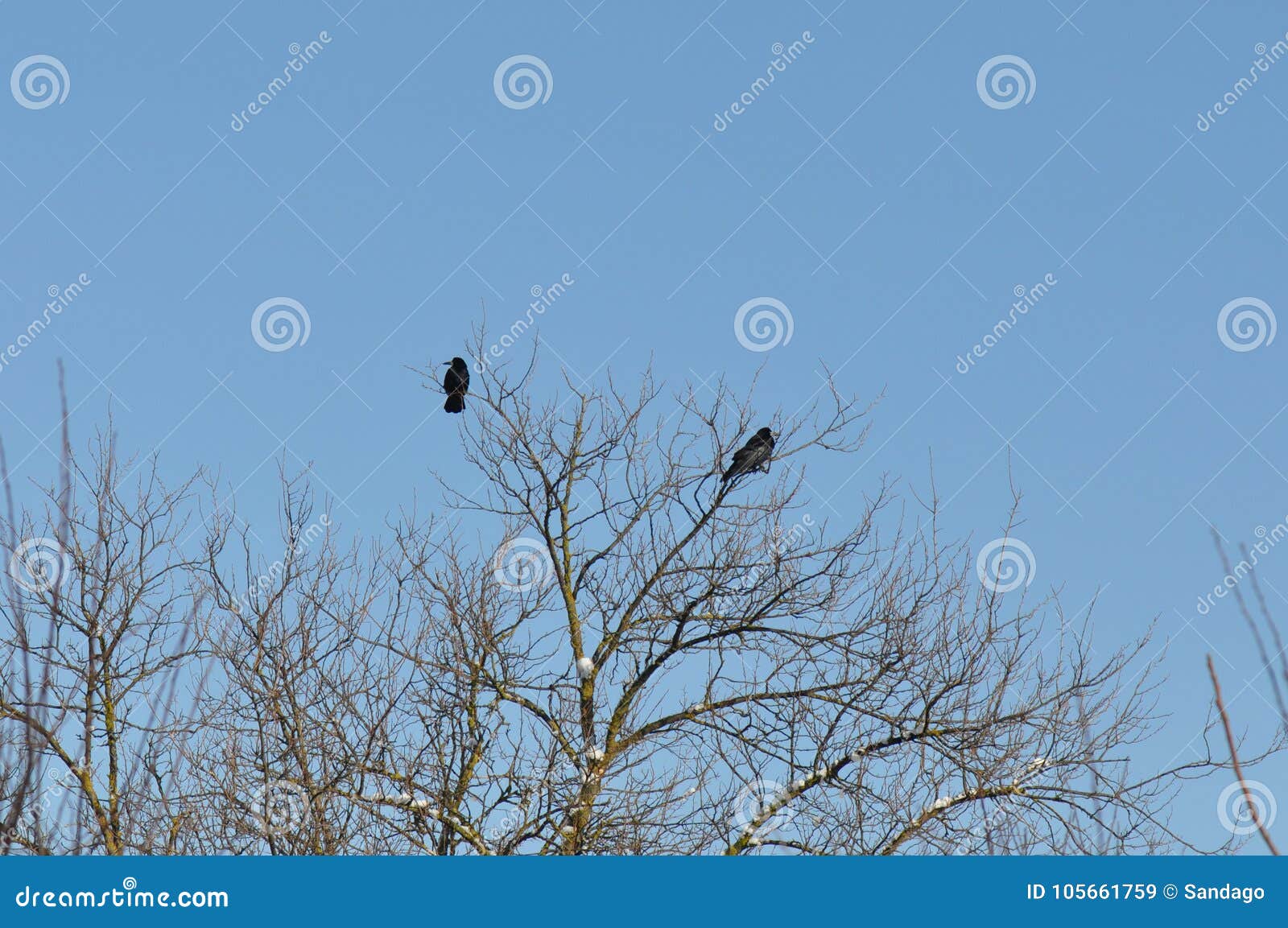 Crows Perch on Tree Top Branch Stock Image - Image of lone, foggy ...