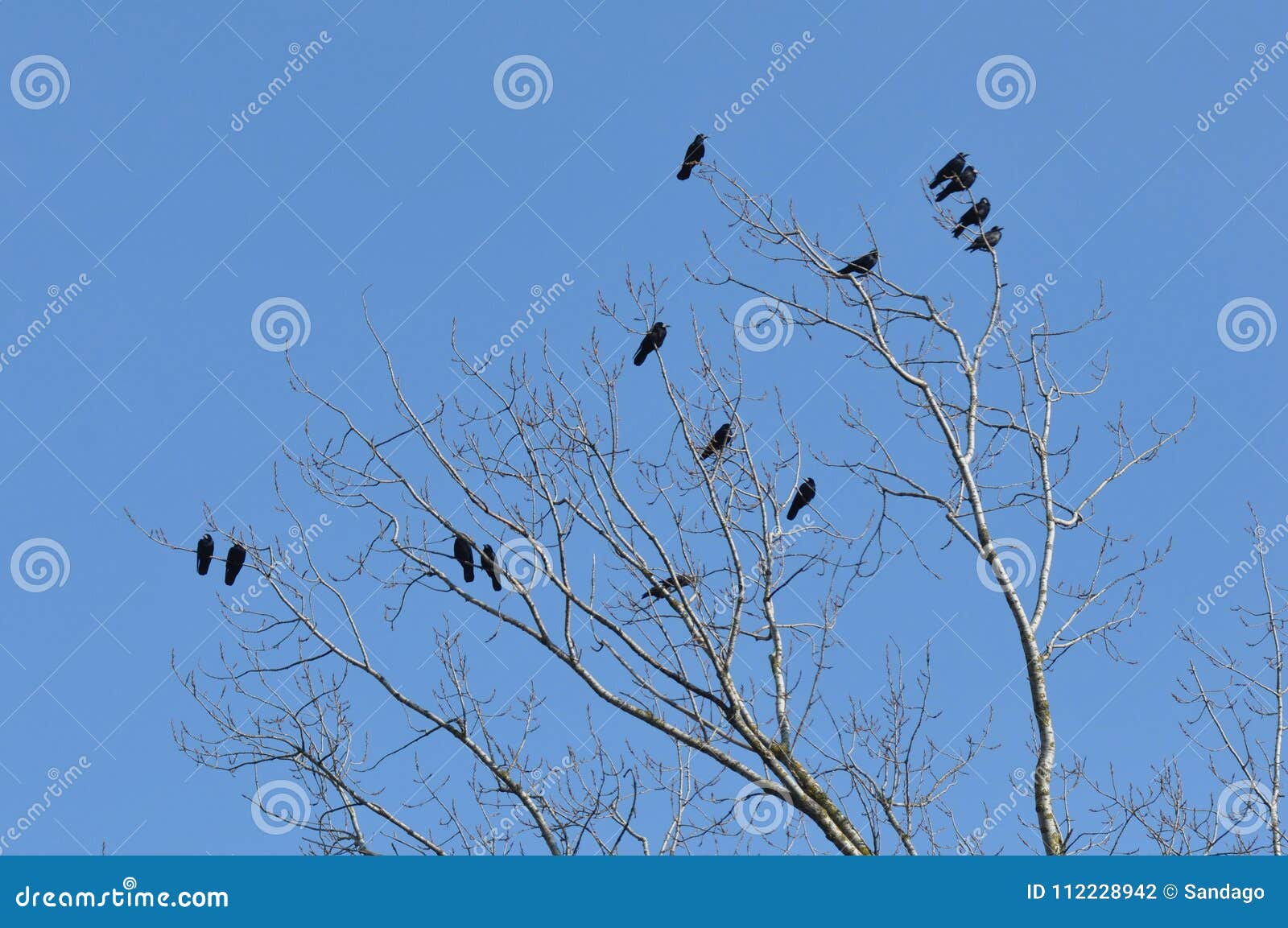 Crows Perch on Tree Top Branch Stock Photo - Image of autumn, animal ...