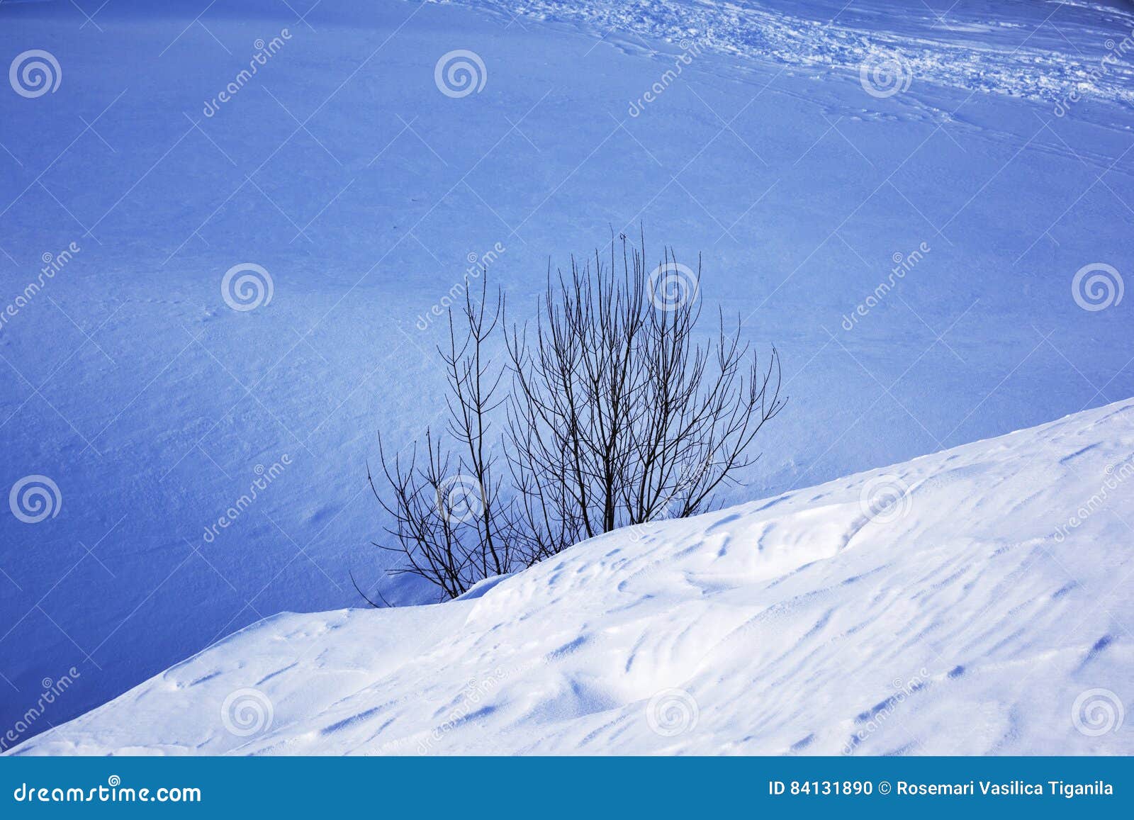 Winter landscape stock photo. Image of isolated, winter - 84131890