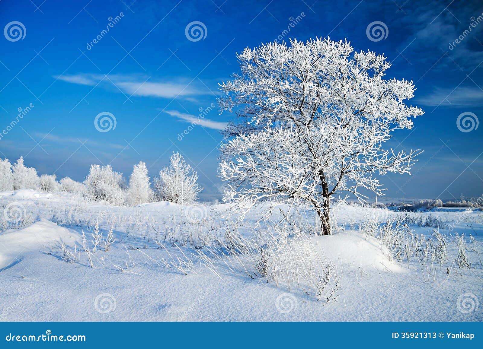 Winter Landscape with a Lonely Tree Stock Image - Image of copy, cold ...