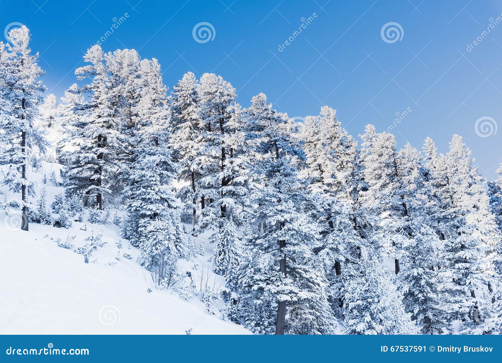 Winter Landscape Mountain Forest Snow Stock Image - Image of morning ...