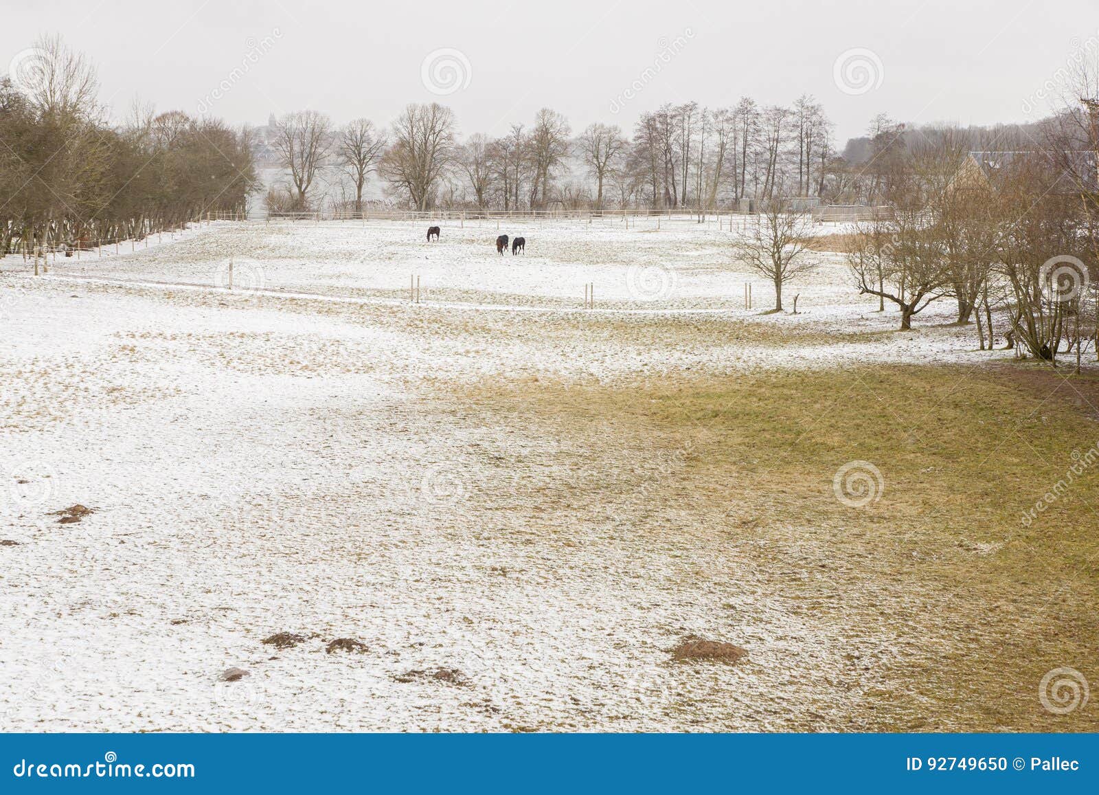 Winter Landscape Open Field with Snow Stock Photo - Image of silence ...