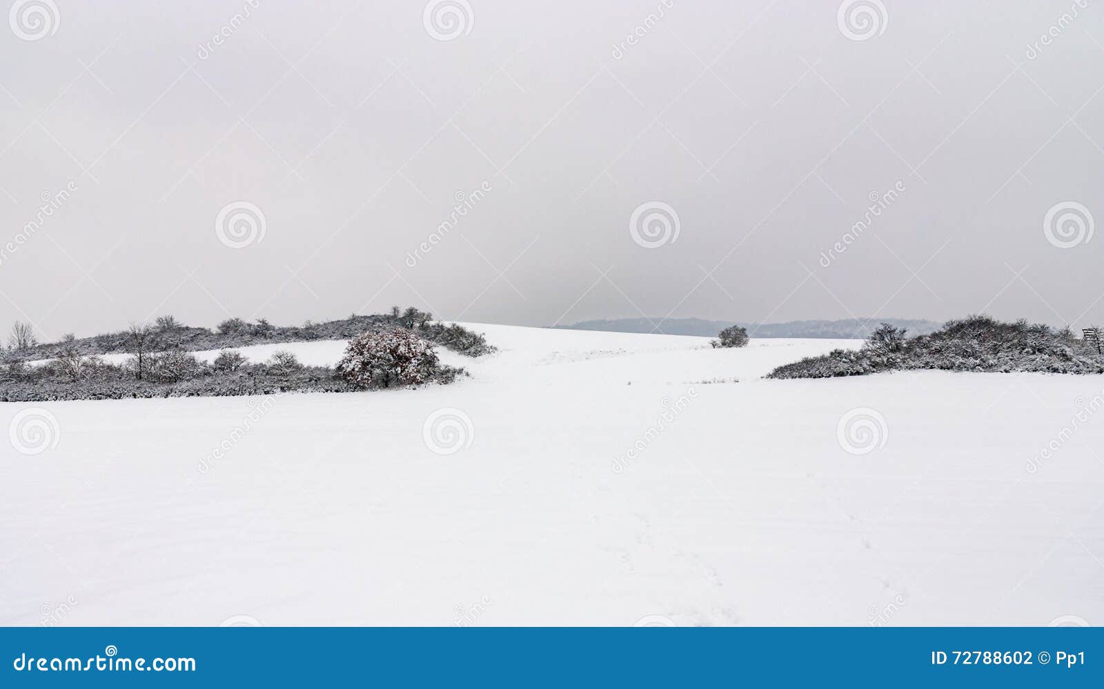 Winter Landscape Panorama Snow Trees Bush Stock Photo - Image of tree ...