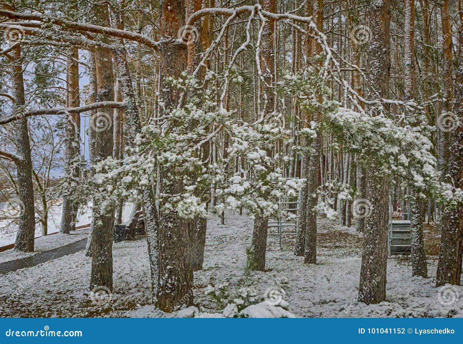 Winter Landscape in the Park. Reference Picture. Stock Photo - Image of ...