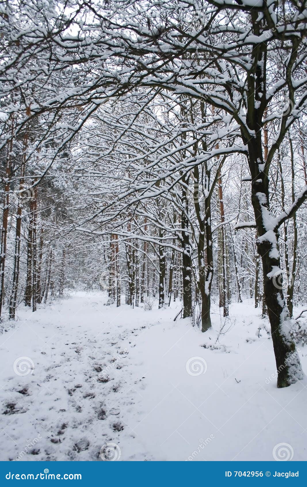 Winter Landscape - Path in Snowy Forest Stock Photo - Image of outdoor ...