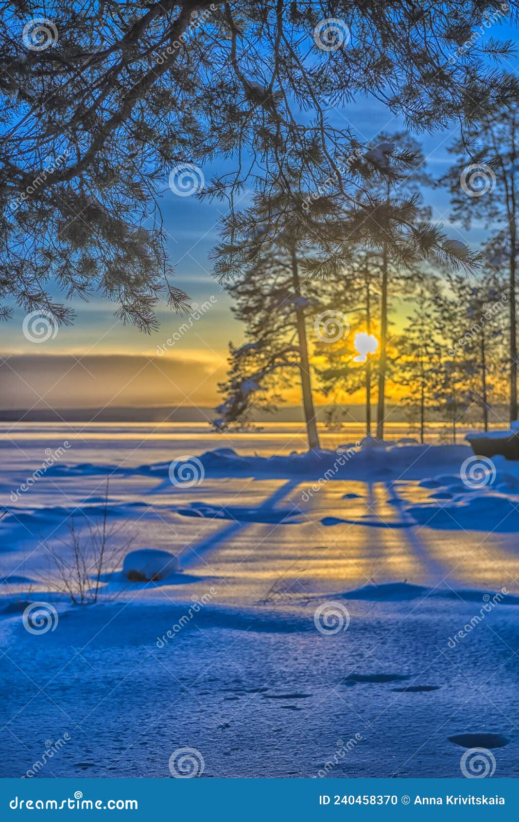 Winter, Pine Trees, Sun and Snow Stock Photo - Image of scene, frost ...